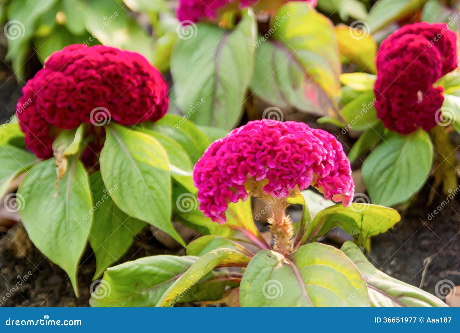 Fiore Magenta Della Cresta Di Gallo Immagine Stock - Immagine di pianta ...
