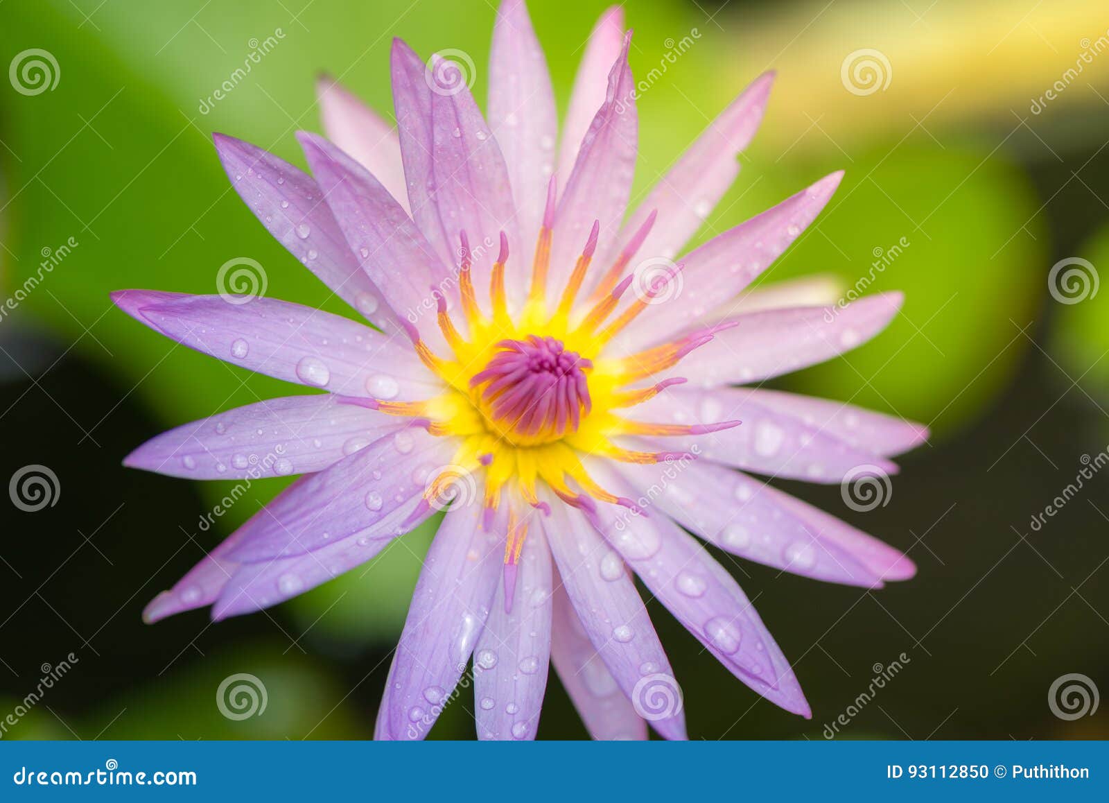 Fiore O Loto Rosa Della Ninfea Fotografia Stock - Immagine di floreale ...