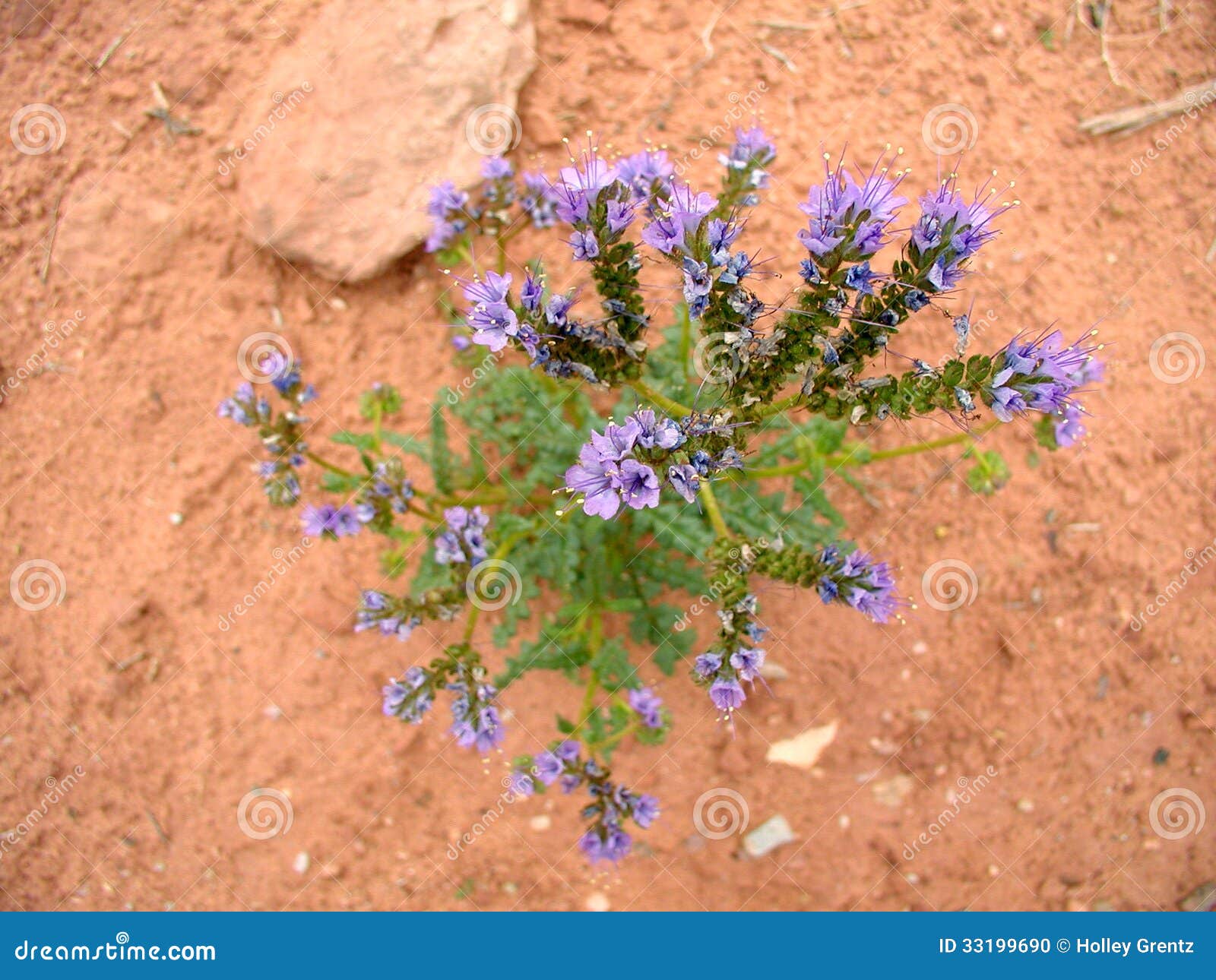 Fiore porpora del deserto fotografia stock. Immagine di fiore - 33199690