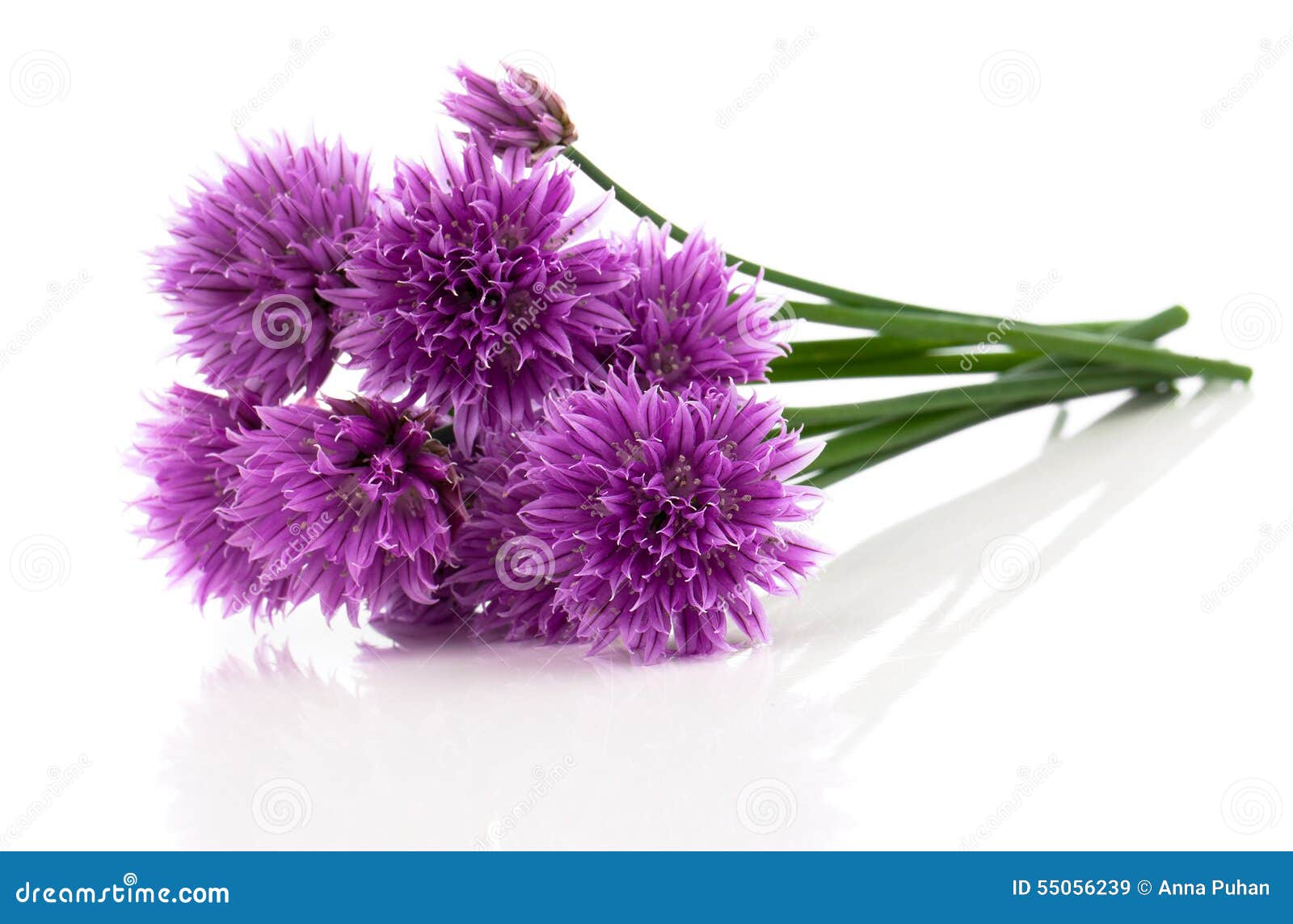Fiore Porpora Della Cipolla Dell'allium Immagine Stock - Immagine di ...