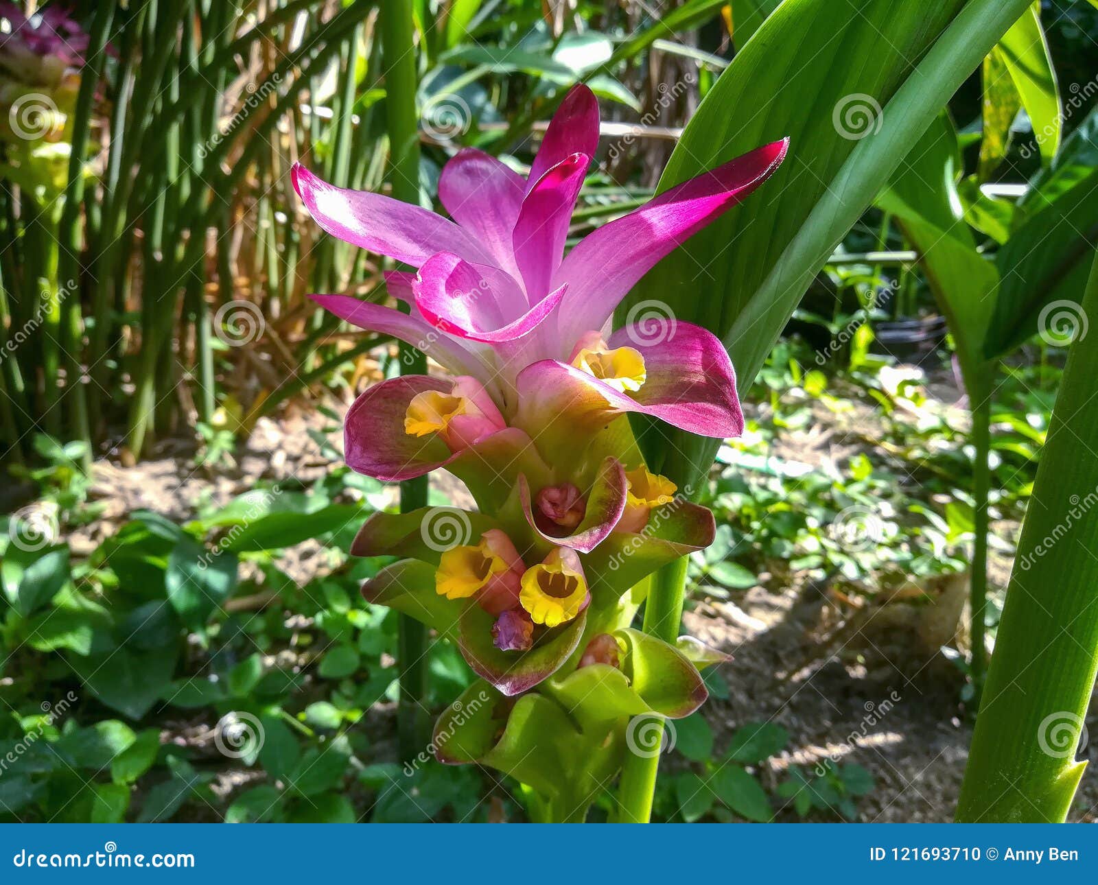 Fiore Porpora Della Curcuma Sulla Pianta Fotografia Stock - Immagine di ...