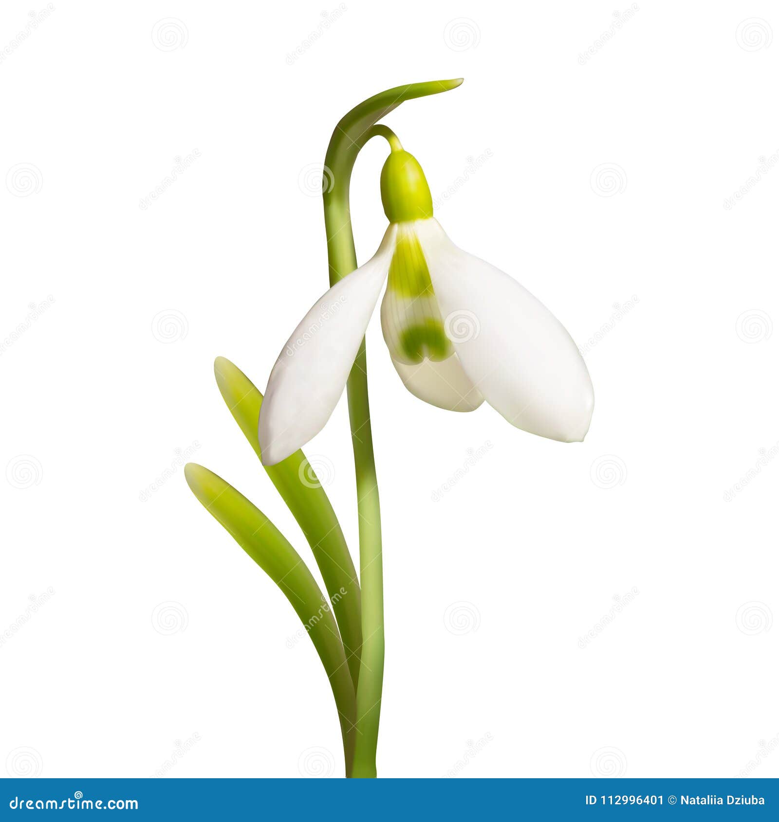 Fiore Realistico Di Bucaneve Illustrazione Vettoriale - Illustrazione ...