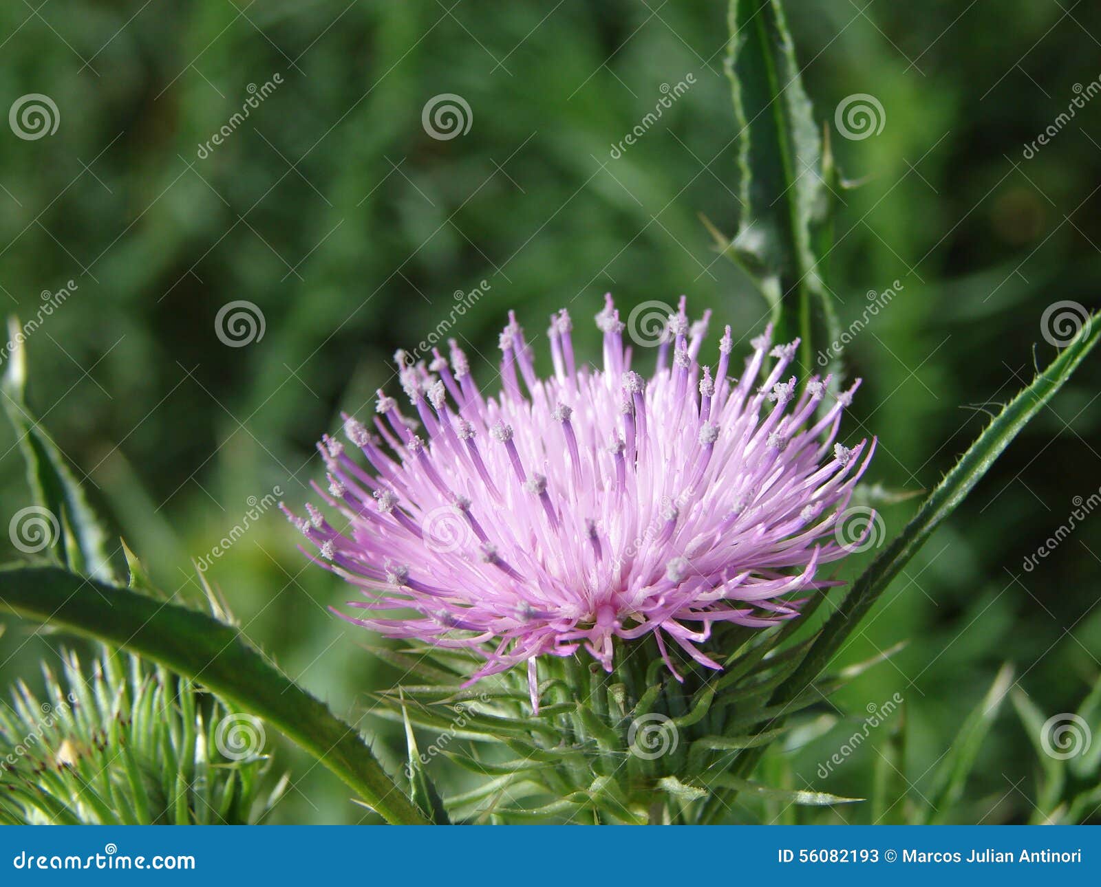 Fiore Rosa Dei Cardi Selvatici Immagine Stock - Immagine di pianta ...