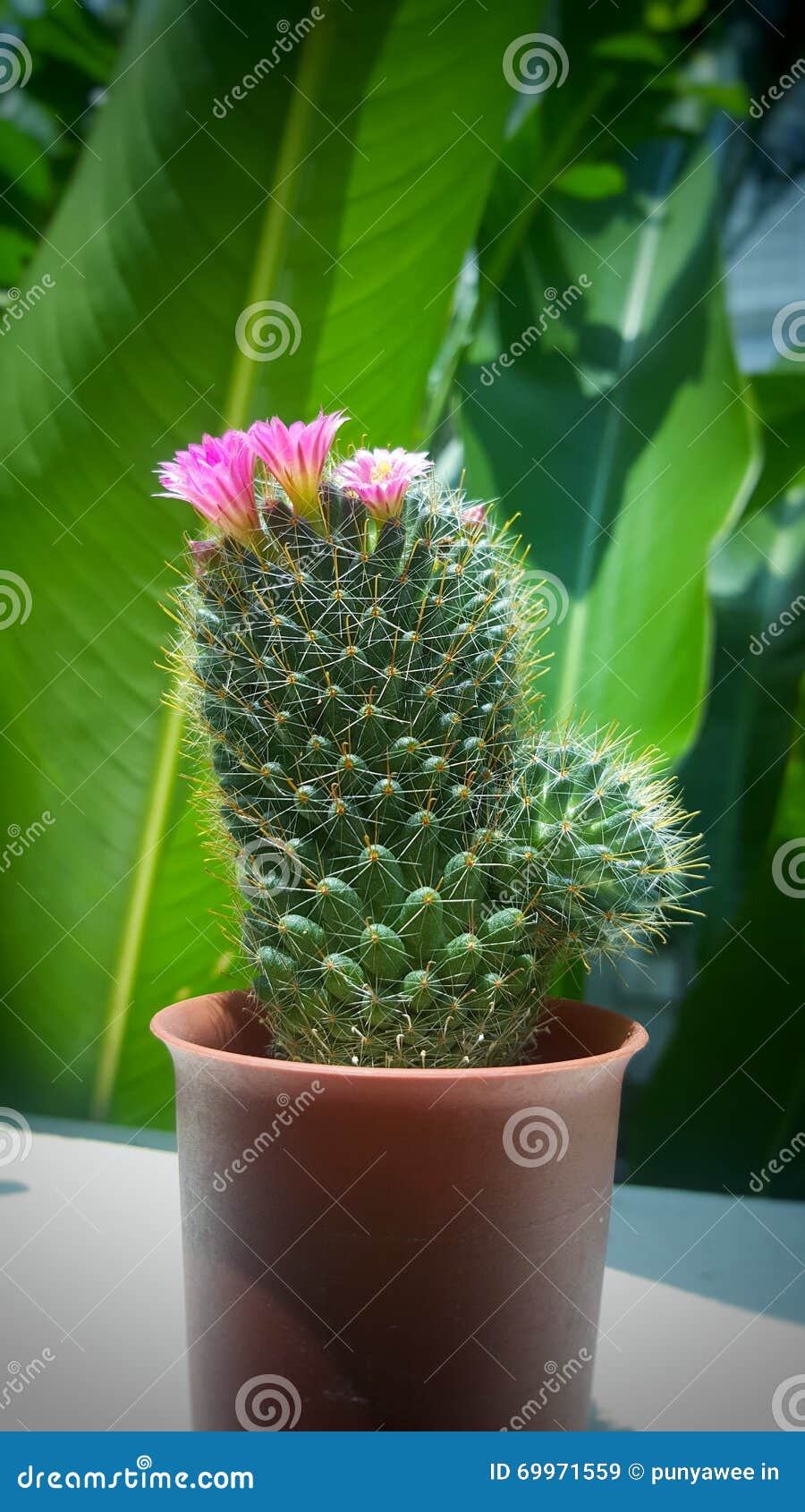 Fiore rosa del cactus immagine stock. Immagine di rosa - 69971559