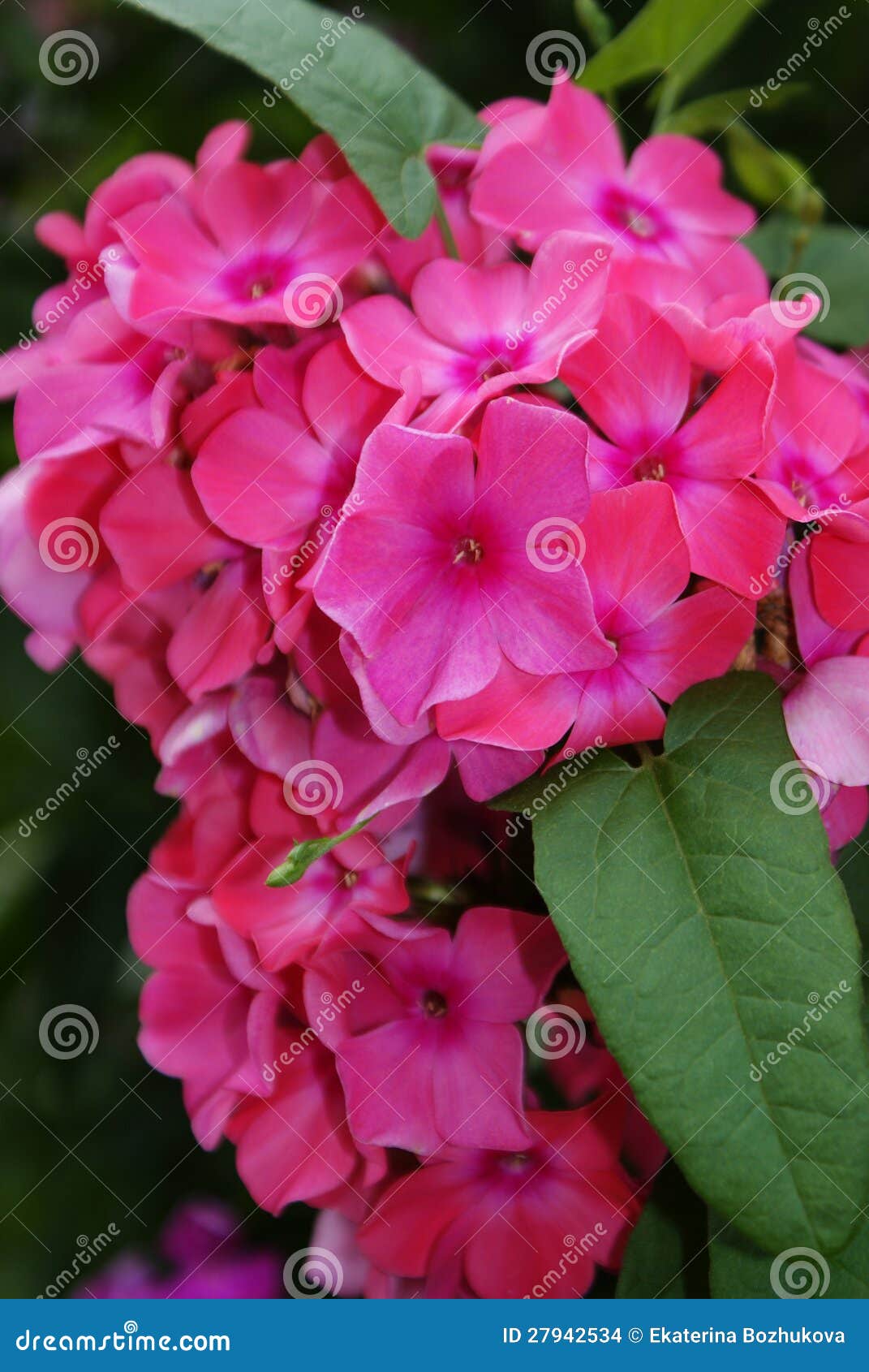 Fiore rosa del flox. fotografia stock. Immagine di giorno - 27942534