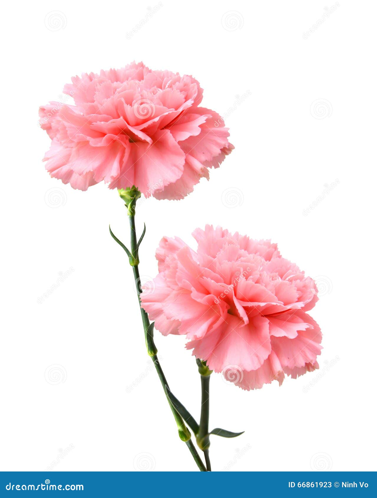 Fiore rosa del garofano immagine stock. Immagine di sfondo - 66861923