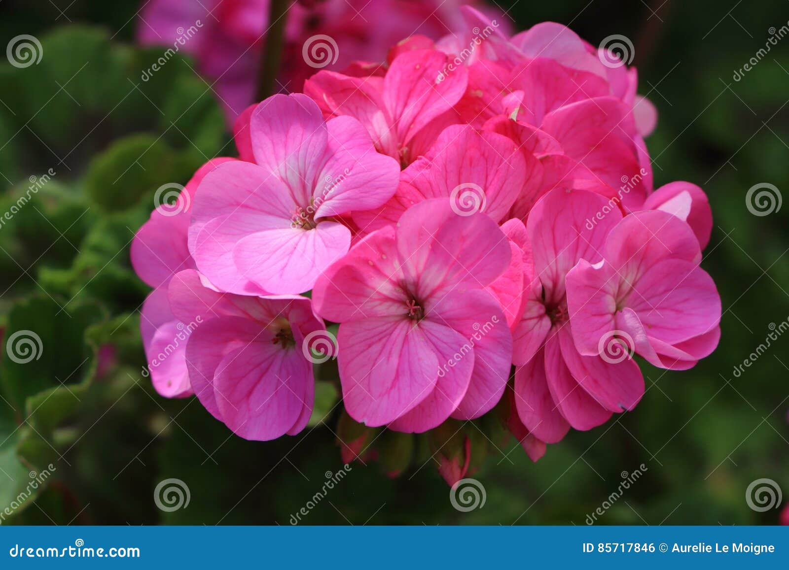 Fiore rosa del geranio fotografia stock. Immagine di floreale - 85717846
