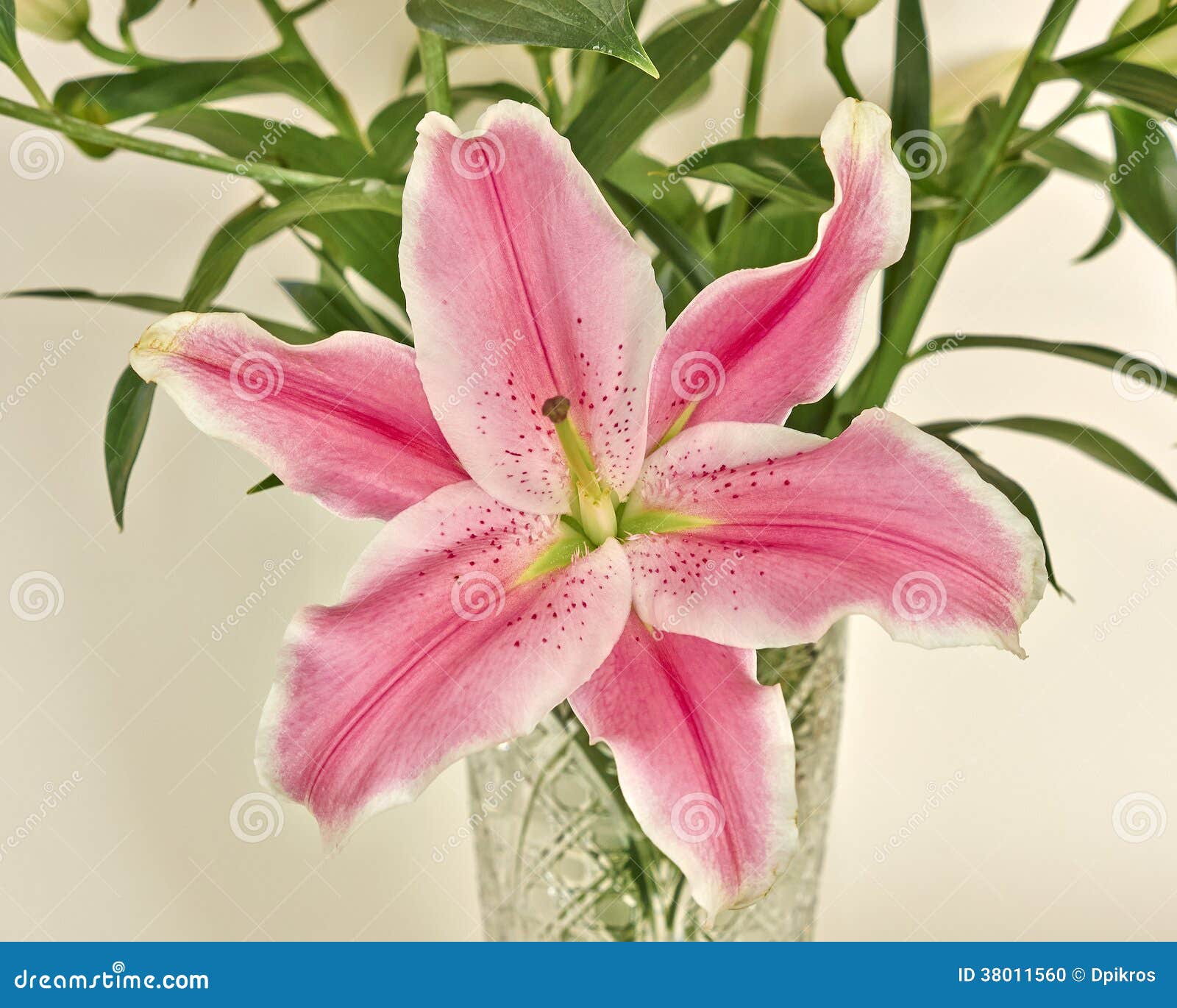 Fiore rosa del lilium fotografia stock. Immagine di bello - 38011560