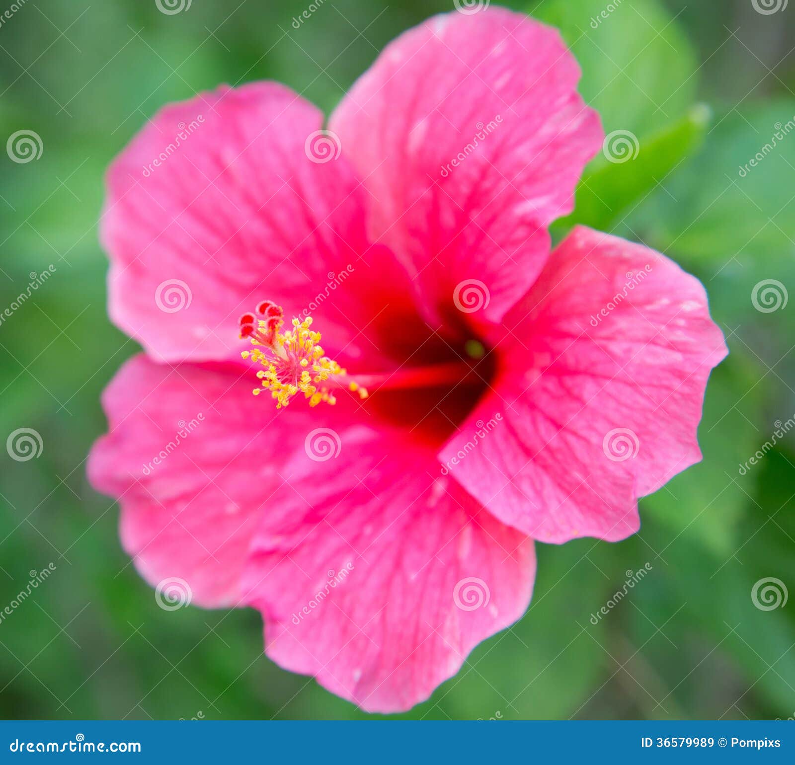 Fiore rosa dell'ibisco immagine stock. Immagine di bellezza - 36579989
