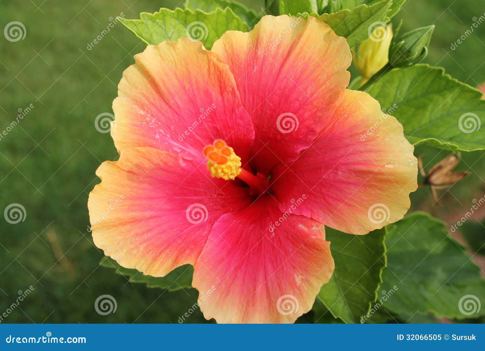 Fiore Rosa Dell'ibisco - Hibiscus Rosa Sinensis Immagine Stock ...