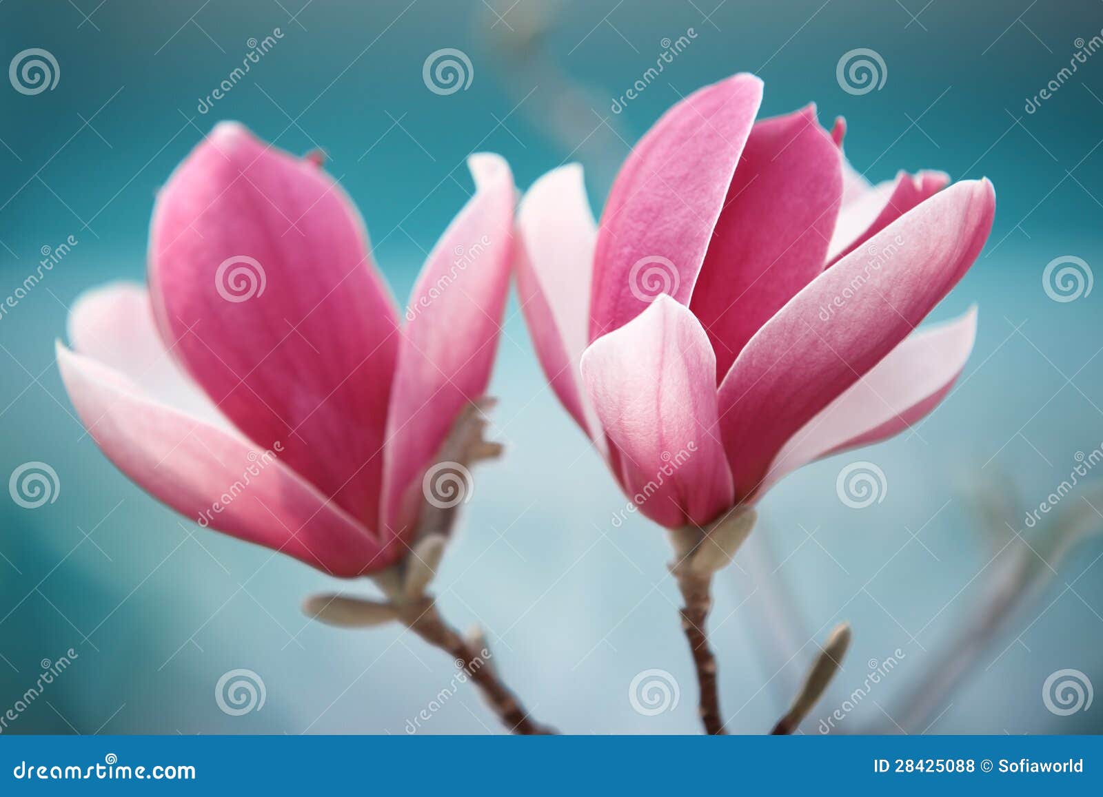 Fiore rosa della magnolia fotografia stock. Immagine di mazzo - 28425088