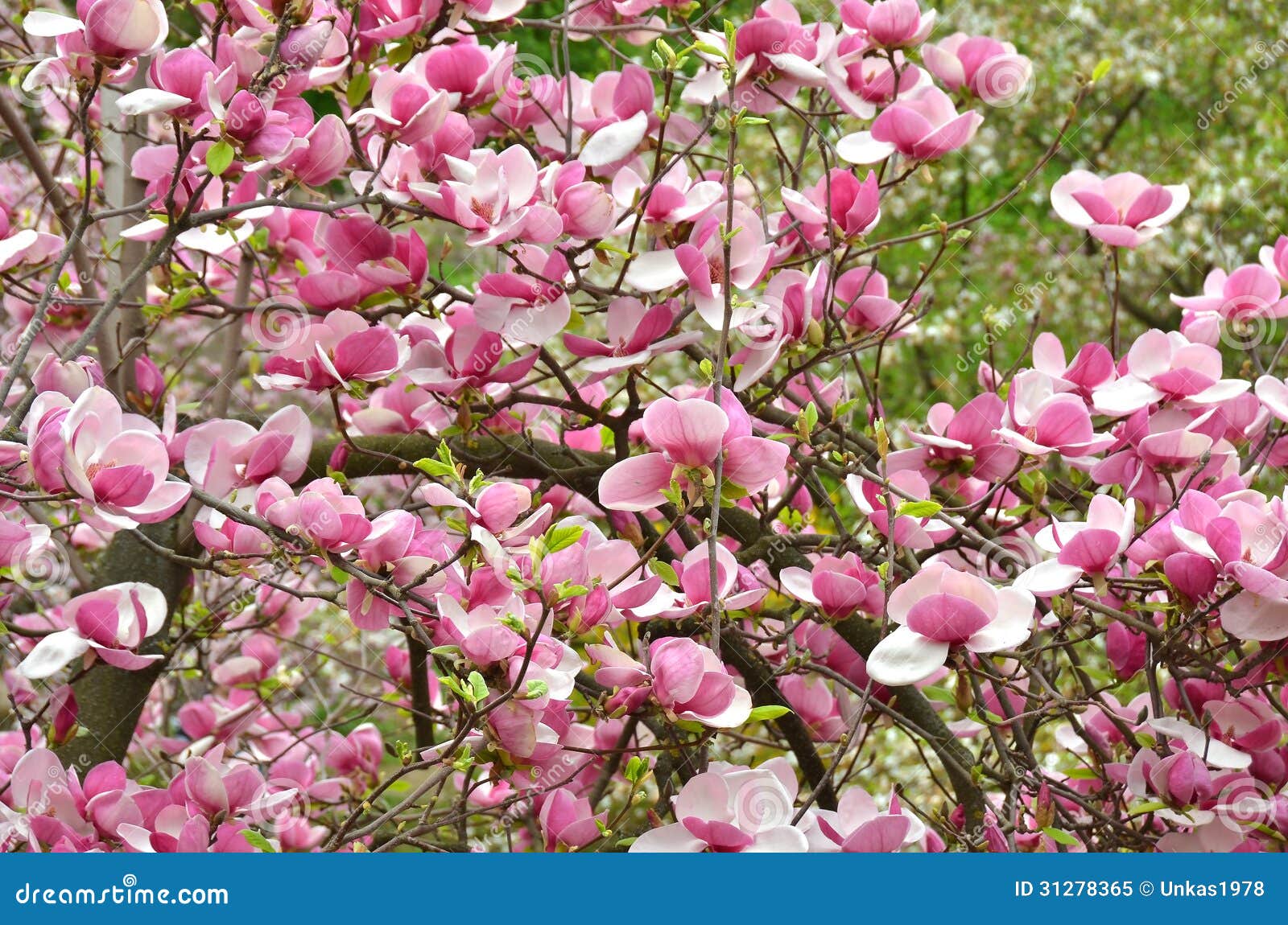 Fiore rosa della magnolia immagine stock. Immagine di florescenza ...
