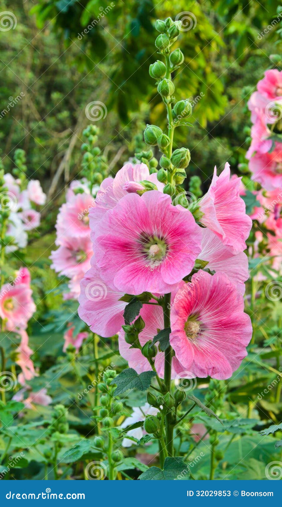 Fiore rosa della malvarosa immagine stock. Immagine di rosa - 32029853