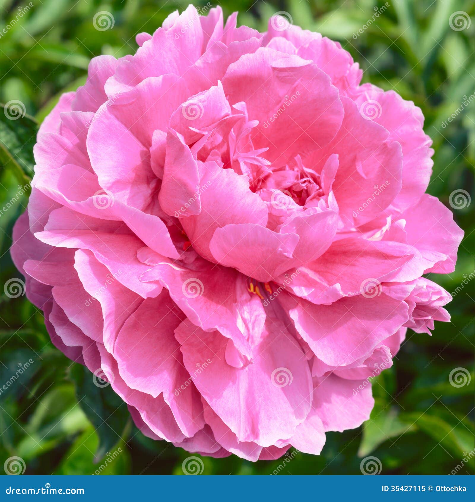 Fiore rosa della peonia immagine stock. Immagine di decorativo - 35427115