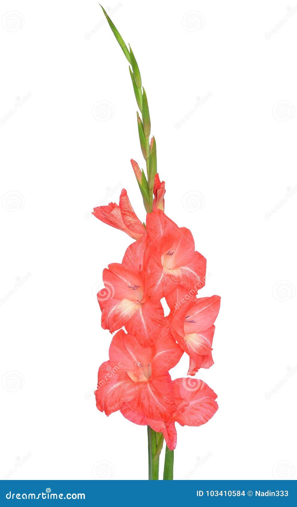 Fiore rosa di gladiolo fotografia stock. Immagine di alto - 103410584