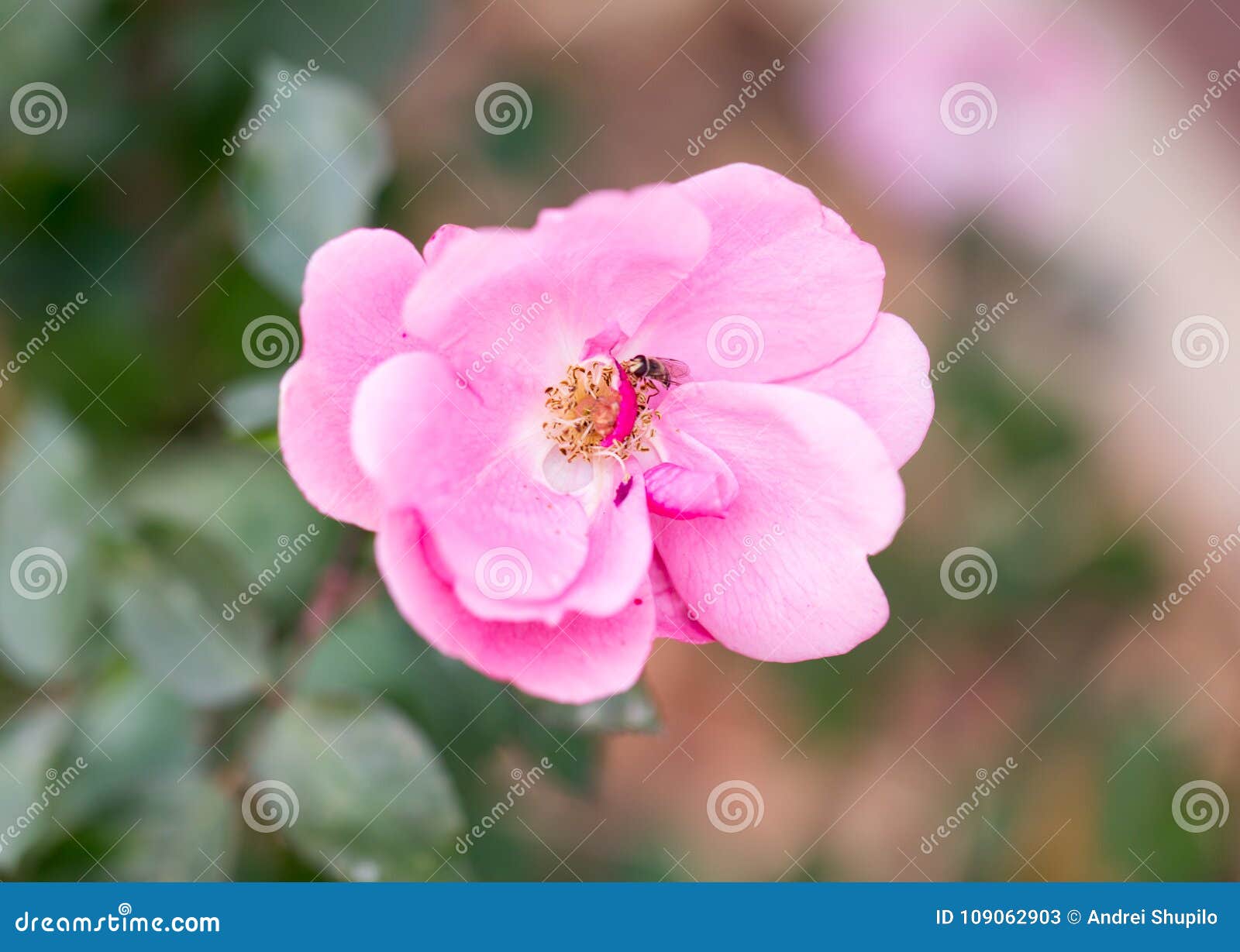 Fiore Rosa in Un Parco Sulla Natura Immagine Stock - Immagine di fresco ...