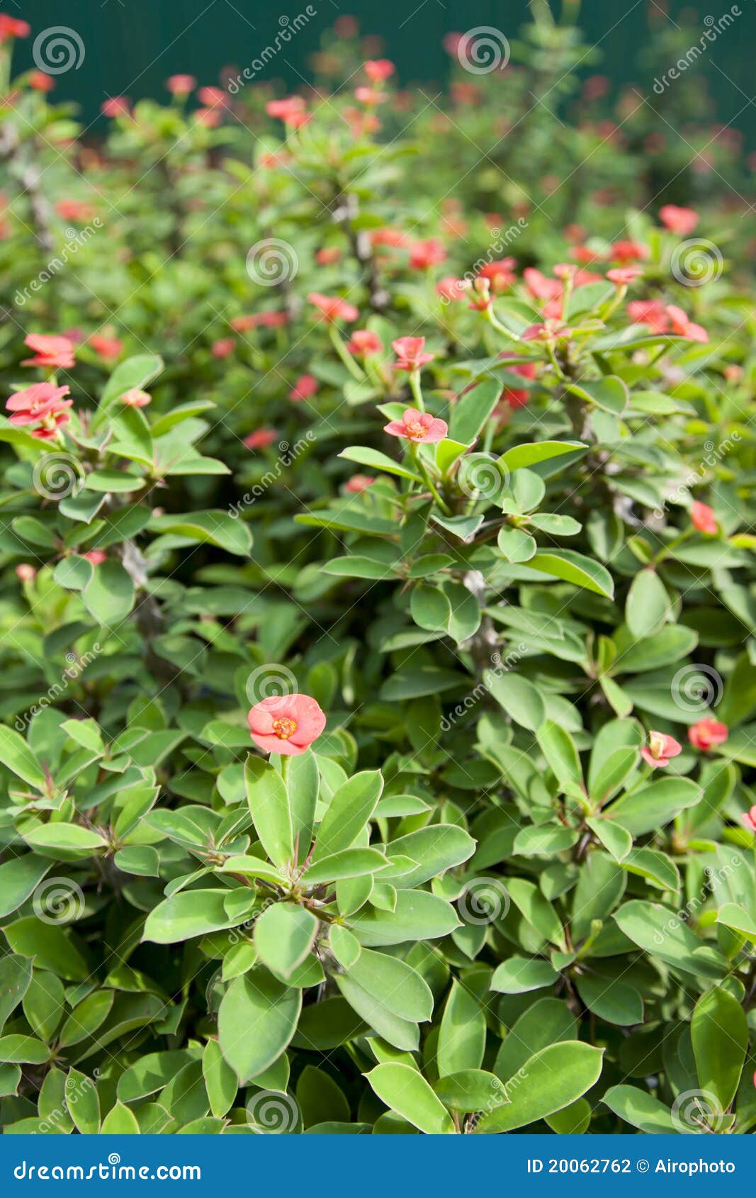 Fiore rosso fotografia stock. Immagine di flora, autunno - 20062762