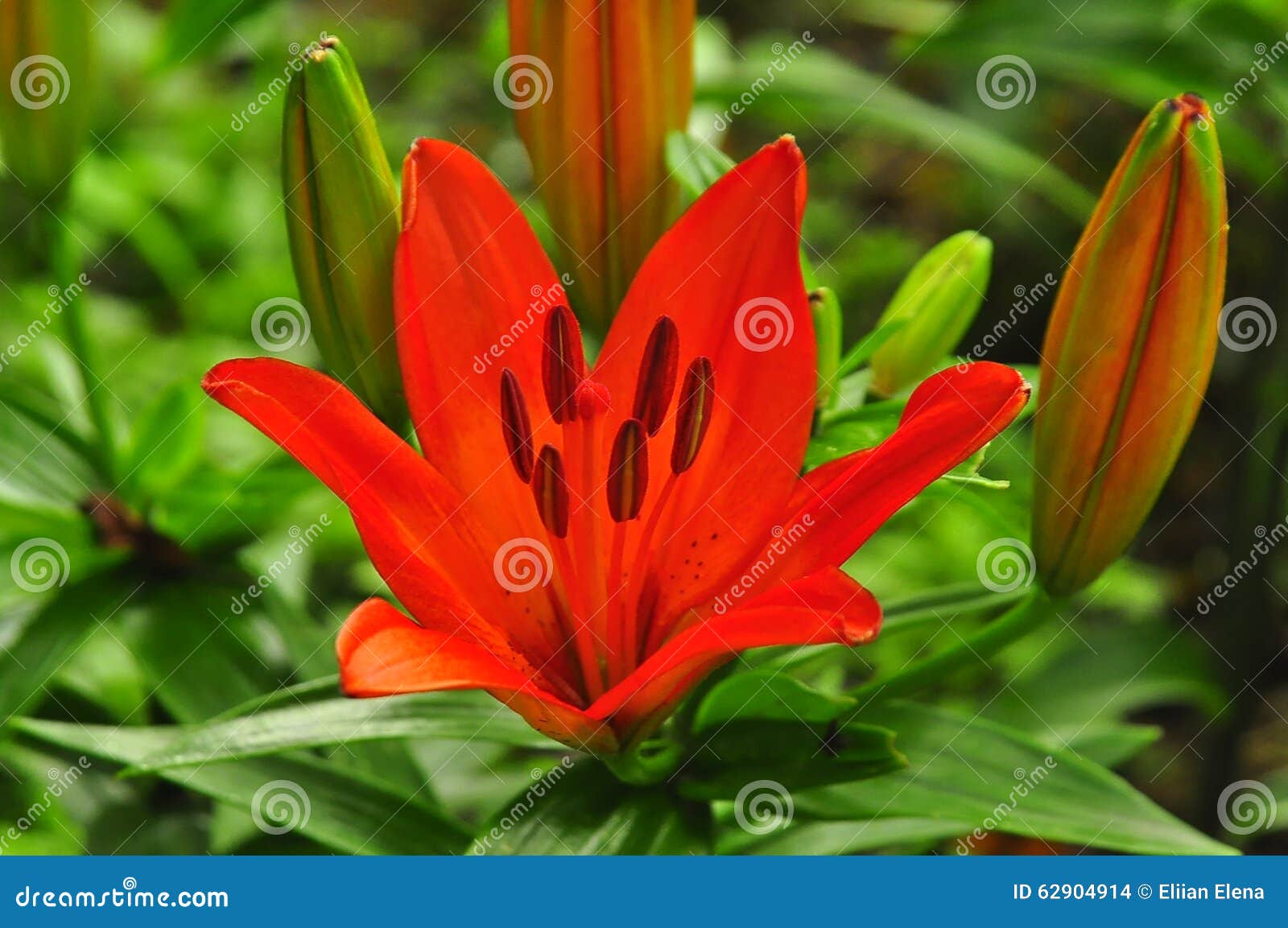 Fiore rosso fotografia stock. Immagine di selvaggio, fiore - 62904914