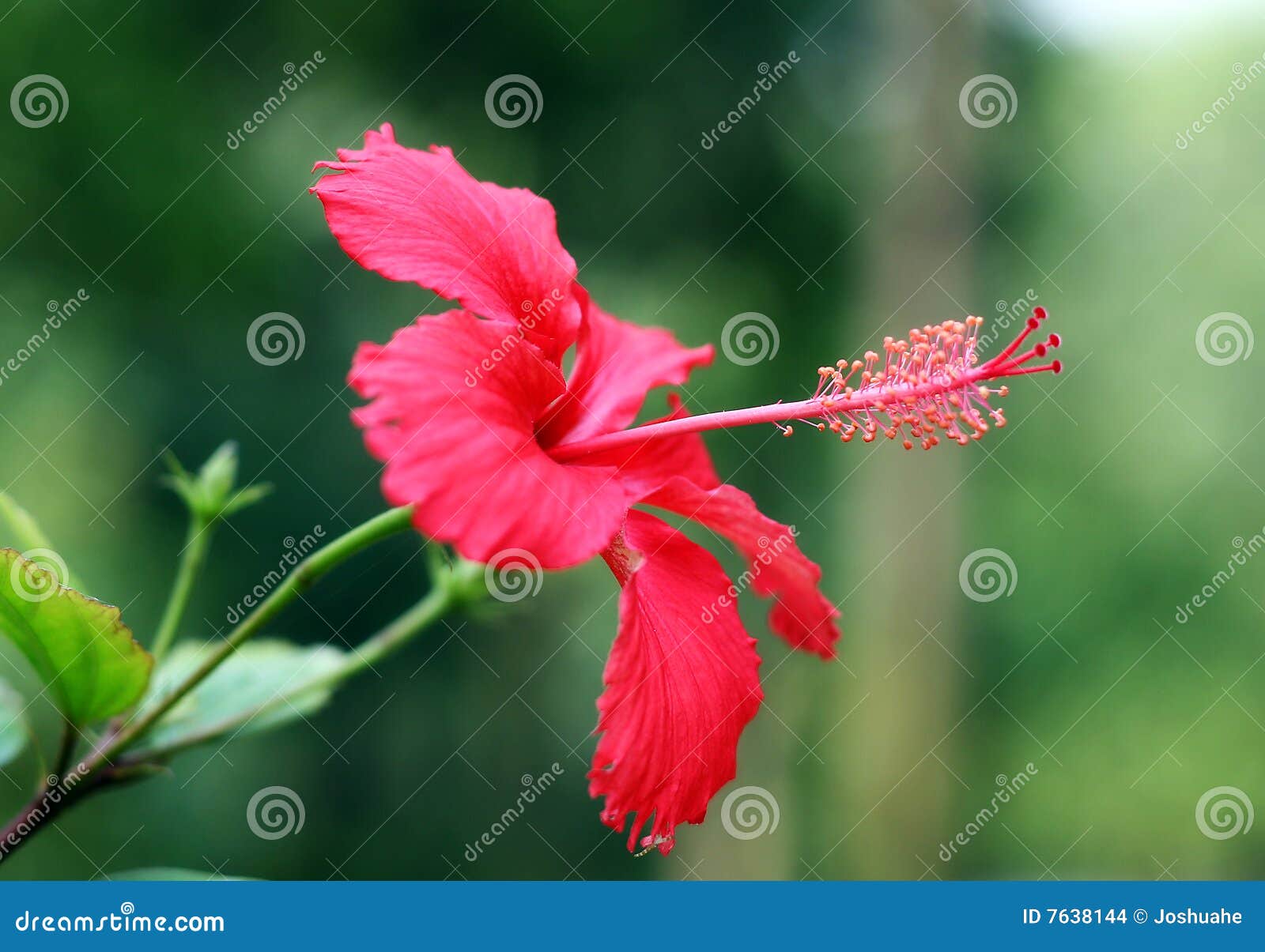 Fiore rosso fotografia stock. Immagine di chiusura, parco - 7638144
