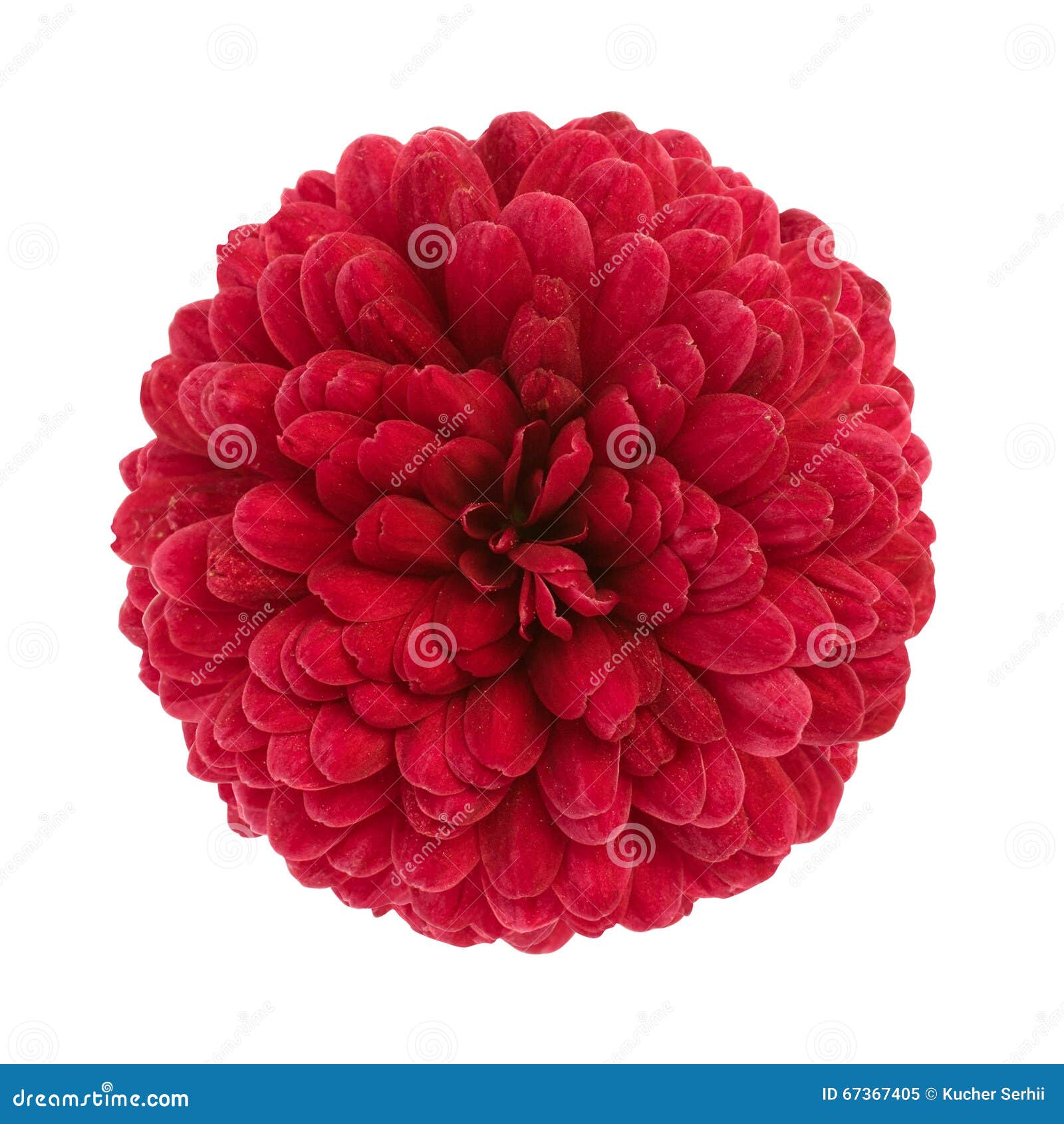 Fiore rosso del crisantemo immagine stock. Immagine di botanica - 67367405