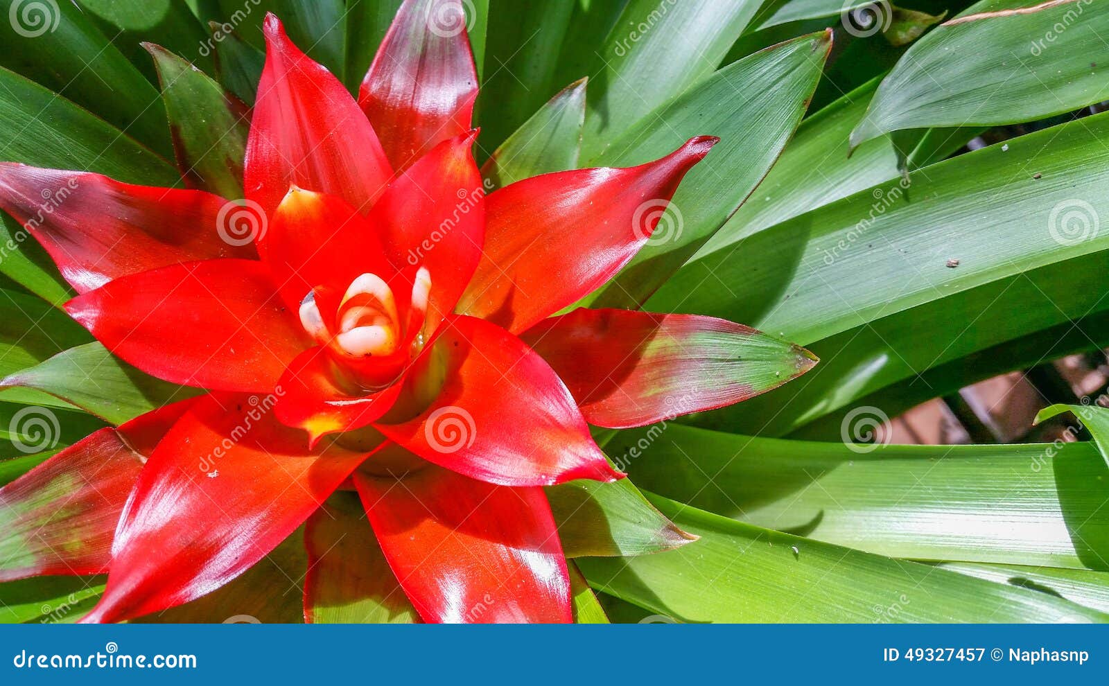 Fiore rosso dell'ananas immagine stock. Immagine di flora - 49327457