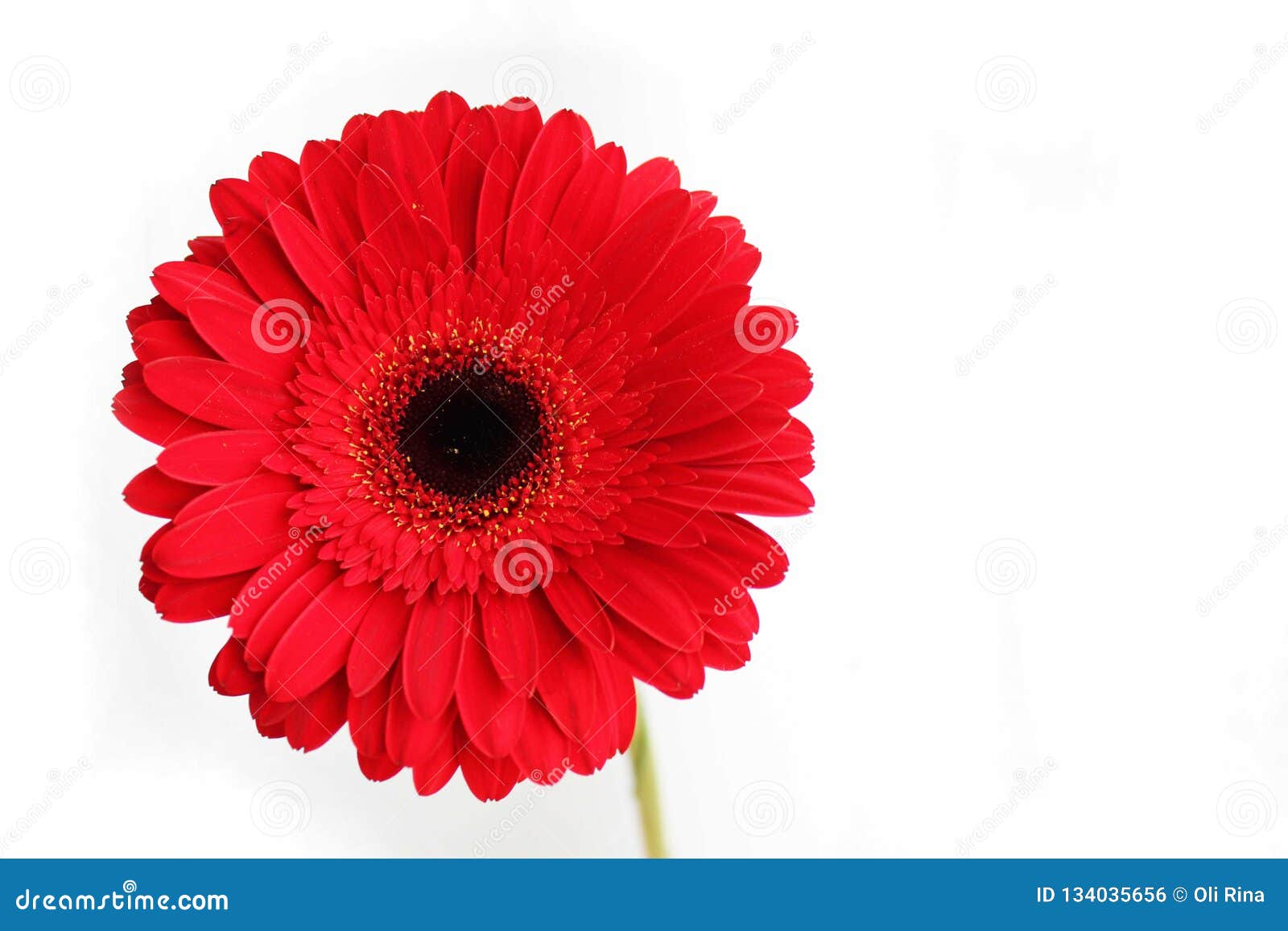 Fiore Rosso Della Gerbera Su Fondo Bianco Fotografia Stock - Immagine ...