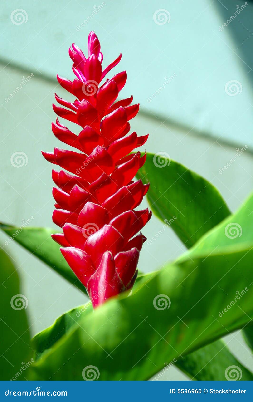 Fiore rosso della palma fotografia stock. Immagine di luminoso - 5536960