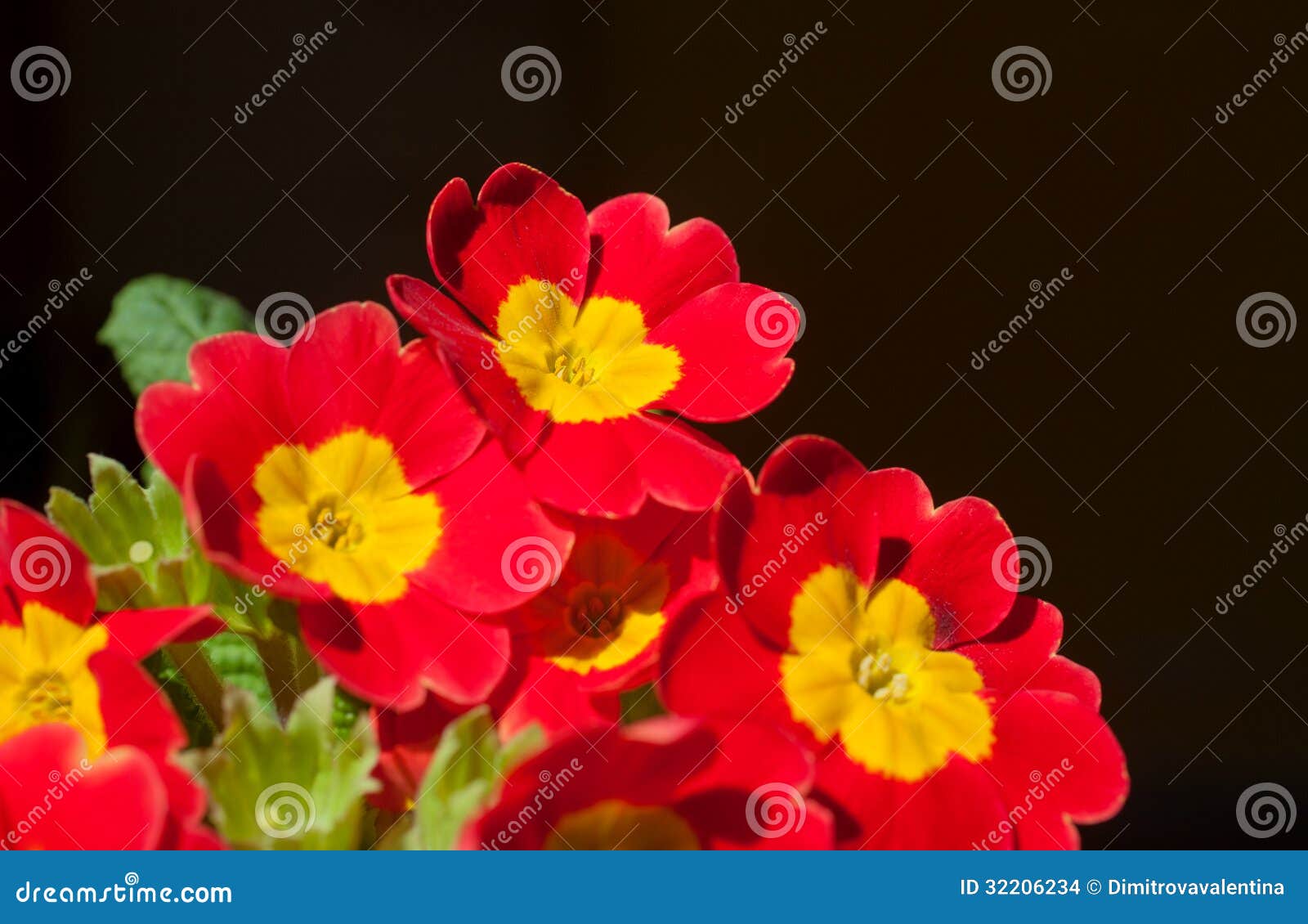Fiore rosso della primula fotografia stock. Immagine di macro - 32206234