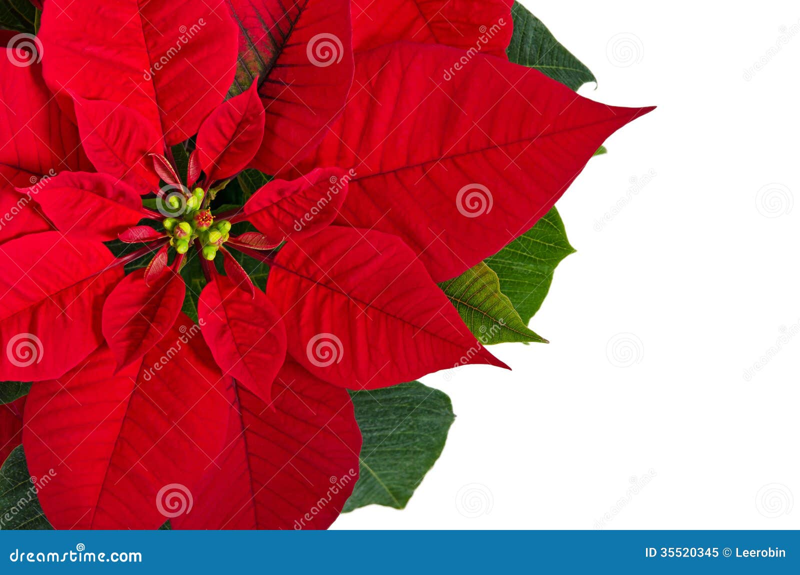 Fiore Rosso Della Stella Di Natale Immagine Stock - Immagine di ...