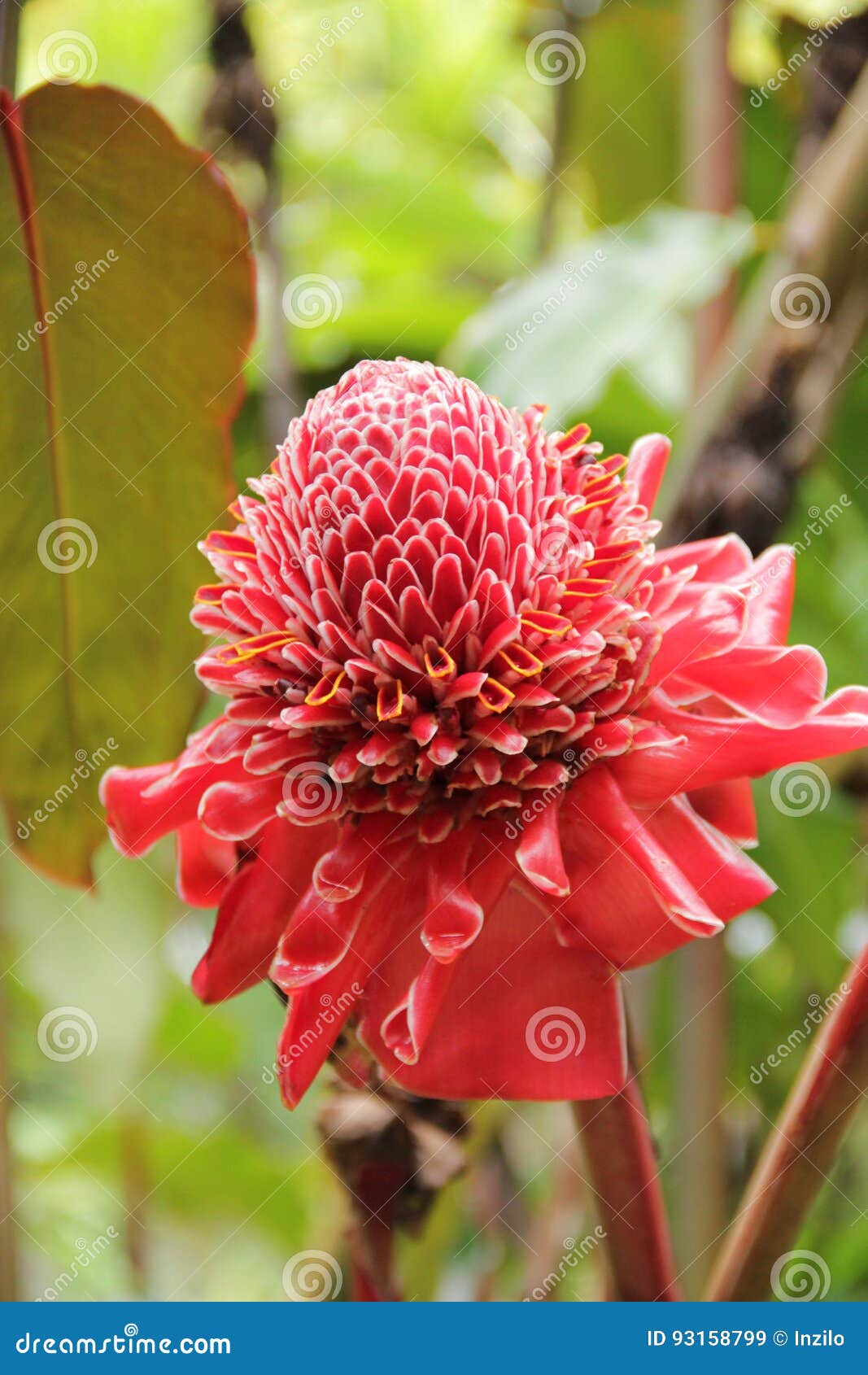 Fiore Rosso Dello Zenzero Della Torcia Immagine Stock - Immagine di ...