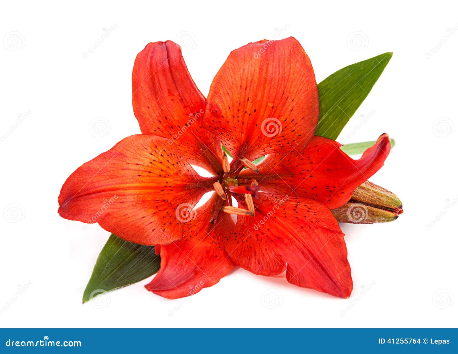 Fiore rosso di Lilly fotografia stock. Immagine di giglio - 41255764