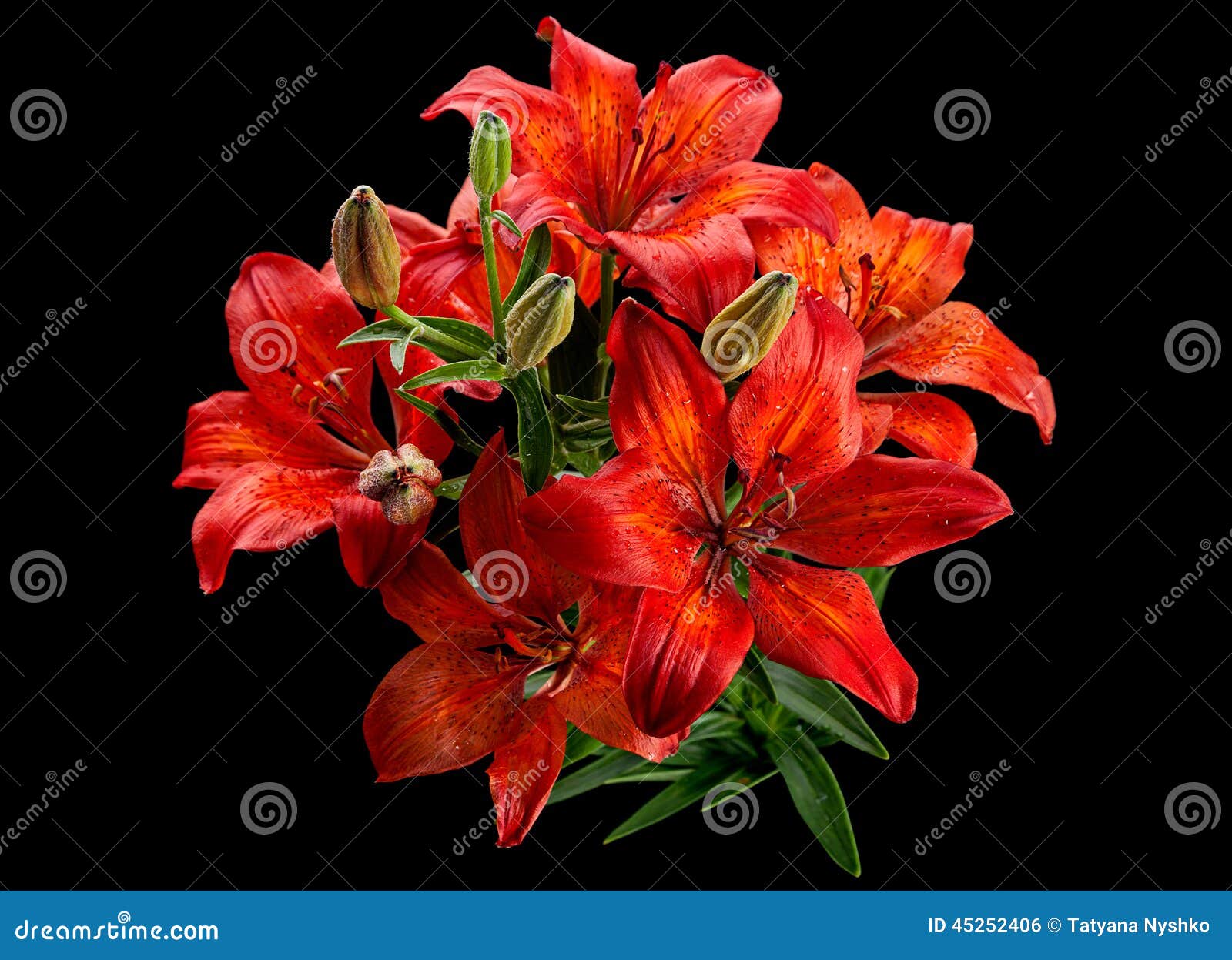 Fiore rosso di Lilly fotografia stock. Immagine di molla - 45252406