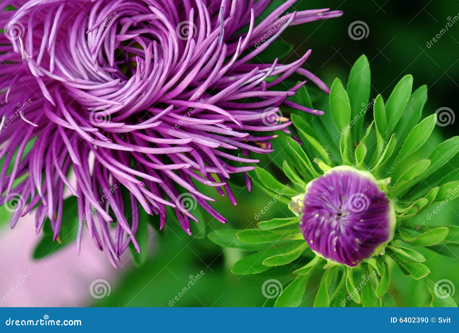 Fiore rosso magenta fotografia stock. Immagine di bellezza - 6402390