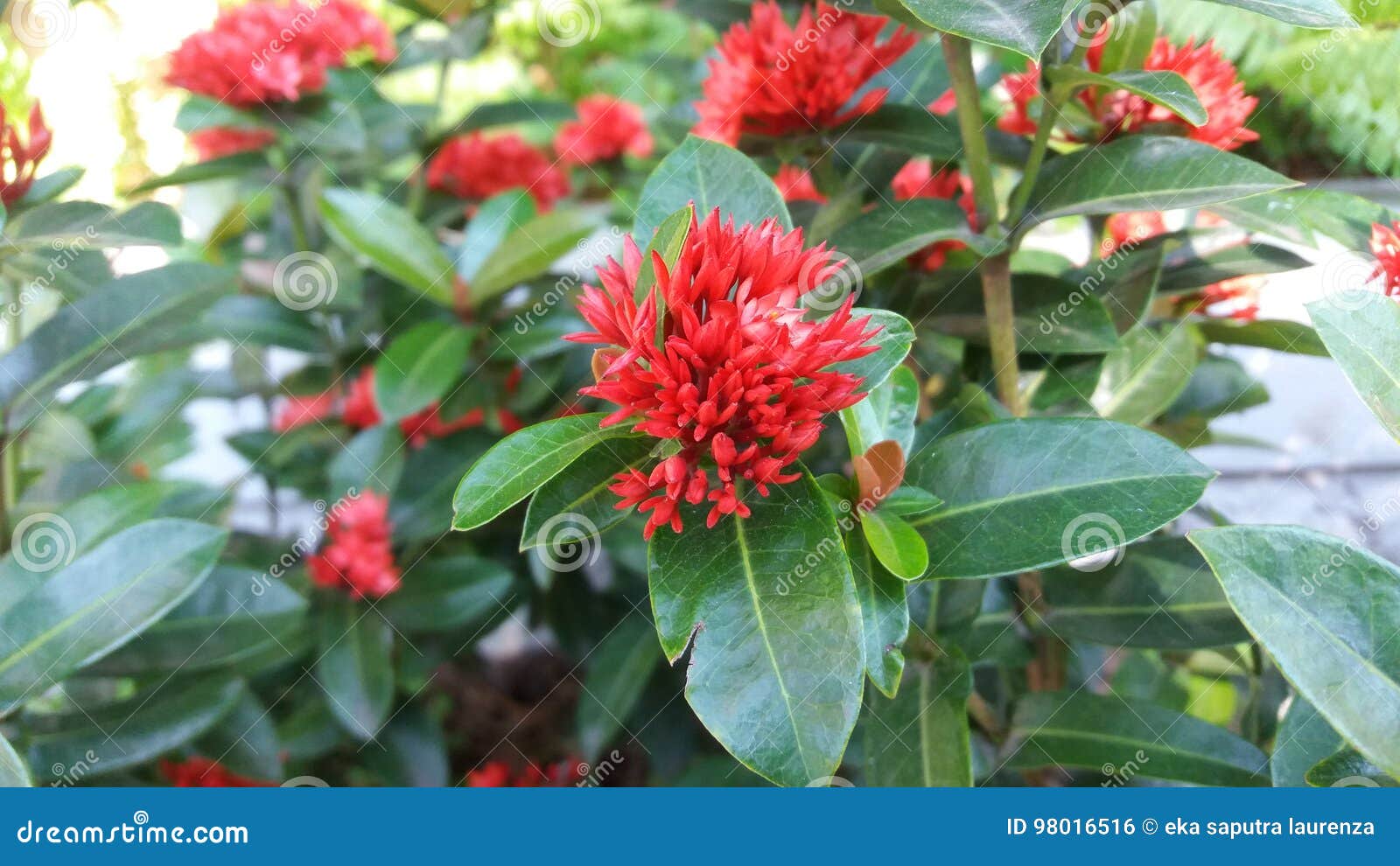 Fiore Rosso Nel Piccolo Giardino Fotografia Stock - Immagine di insulto ...