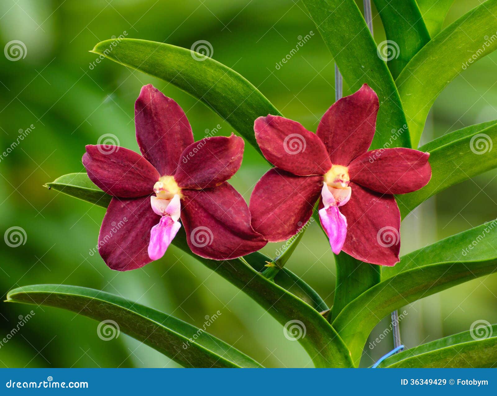 Fiore Rosso-porpora Dell'orchidea - Vanda Immagine Stock - Immagine di ...