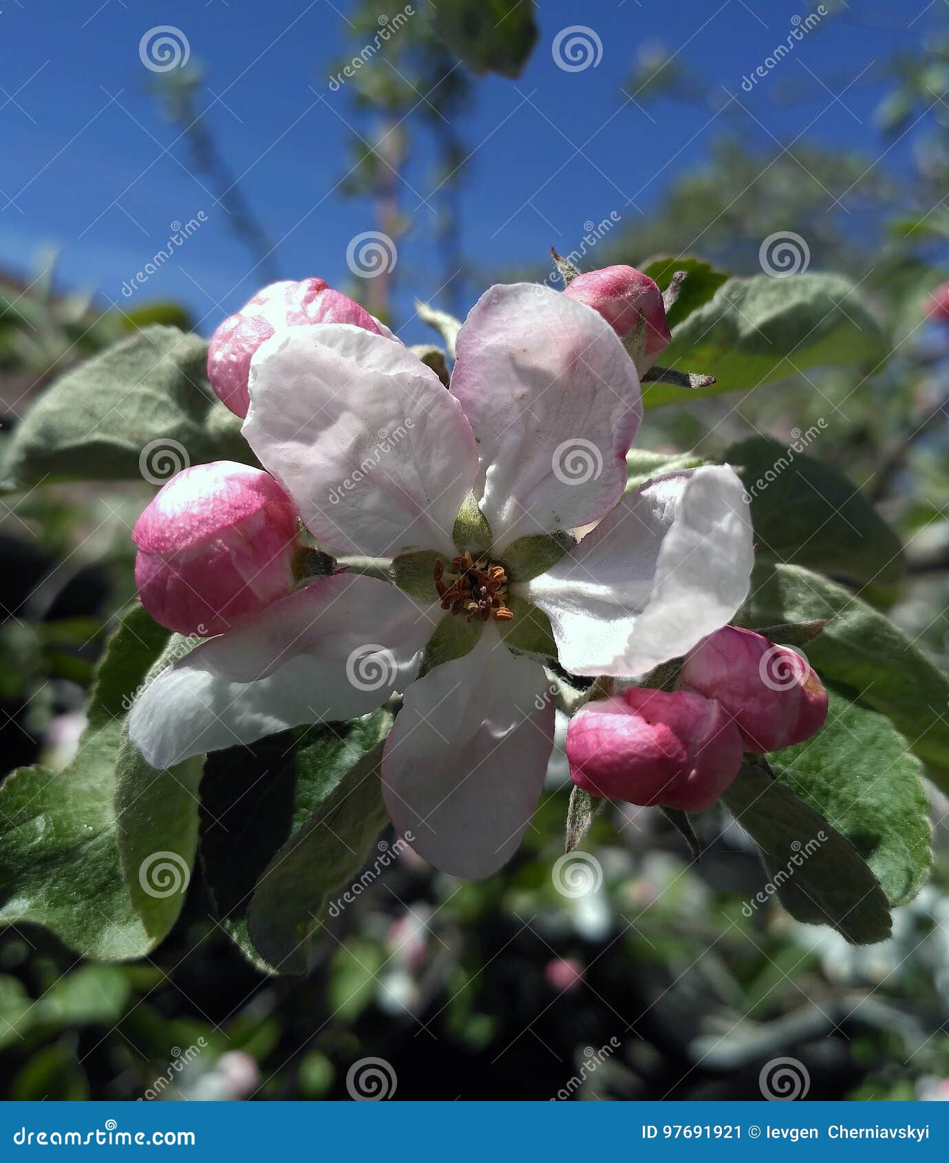 Fiore Sbocciante Di Melo, Fine Su Immagine Stock - Immagine di aprile ...