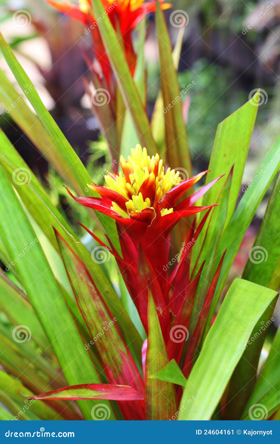 Fiore Variopinto Dell'ananas (fiore Di Comosus Dell'ananas) Immagine ...