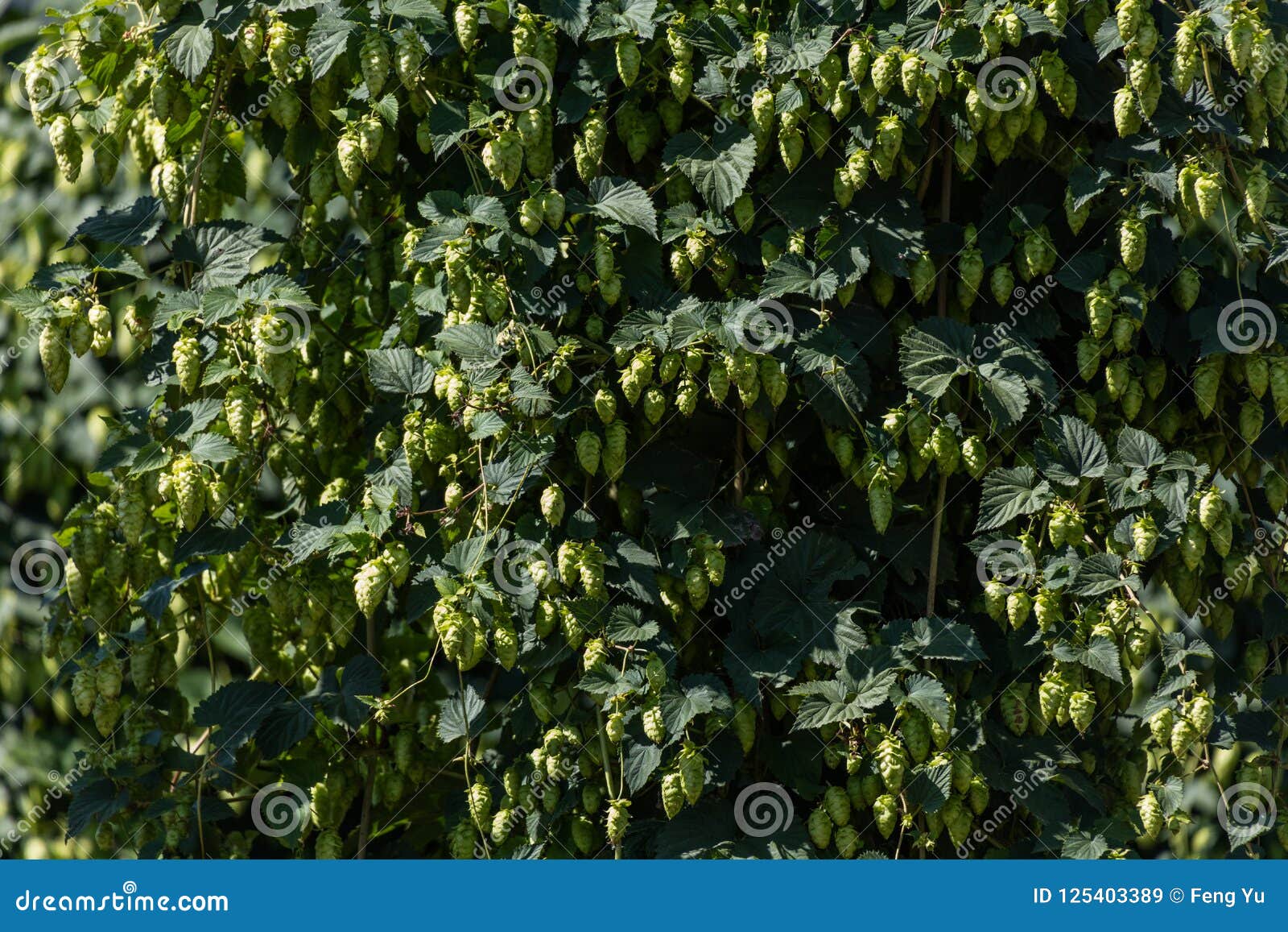 Fiore verde del luppolo immagine stock. Immagine di raccolto - 125403389