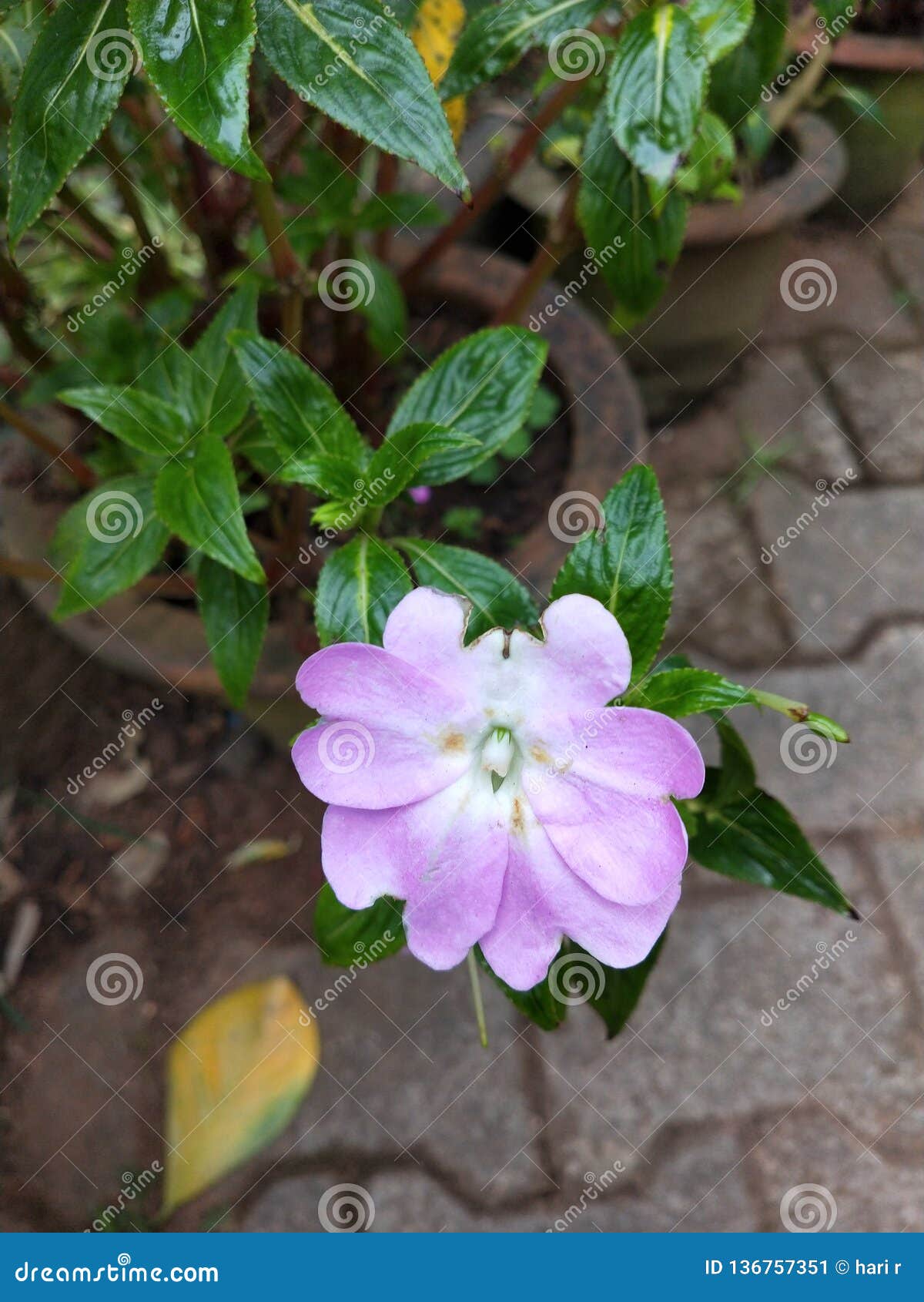 Fiore viola immagine stock. Immagine di fiore, viola - 136757351