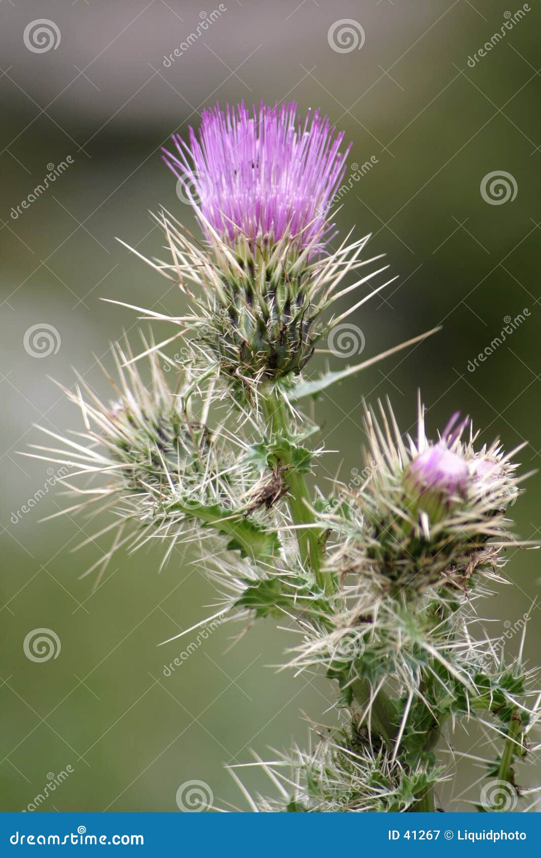 Fiore Viola 2 Del Cardo Selvatico Immagine Stock - Immagine di roccioso ...