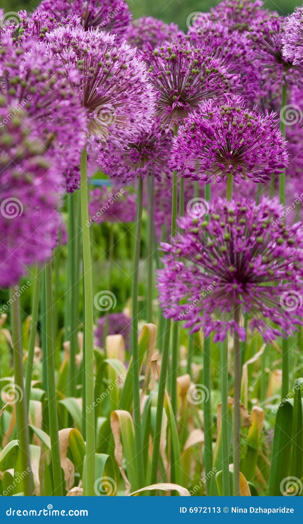 Fiore viola immagine stock. Immagine di erbe, femminilità - 6972113