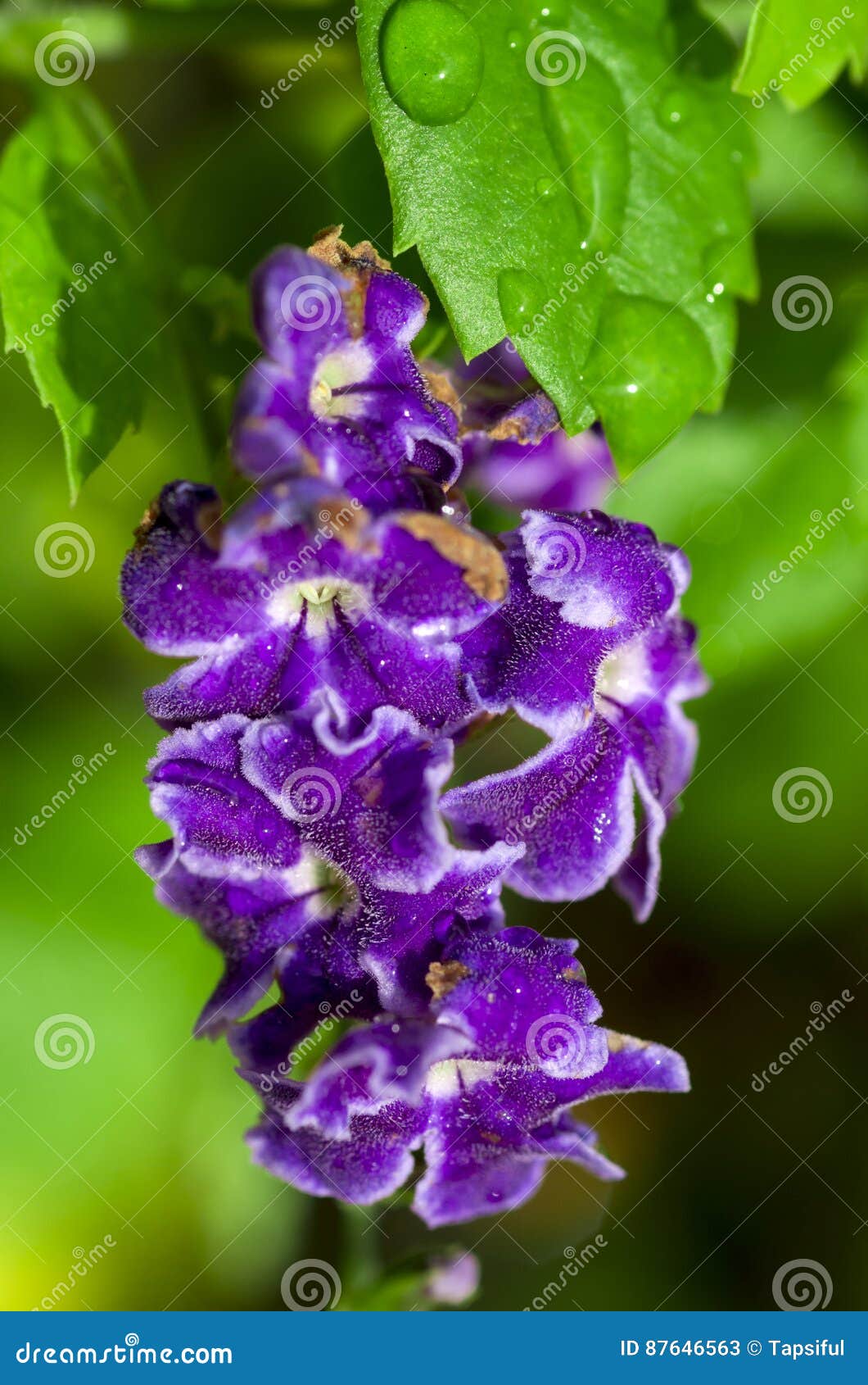 Fiore viola immagine stock. Immagine di mattina, chiusura - 87646563