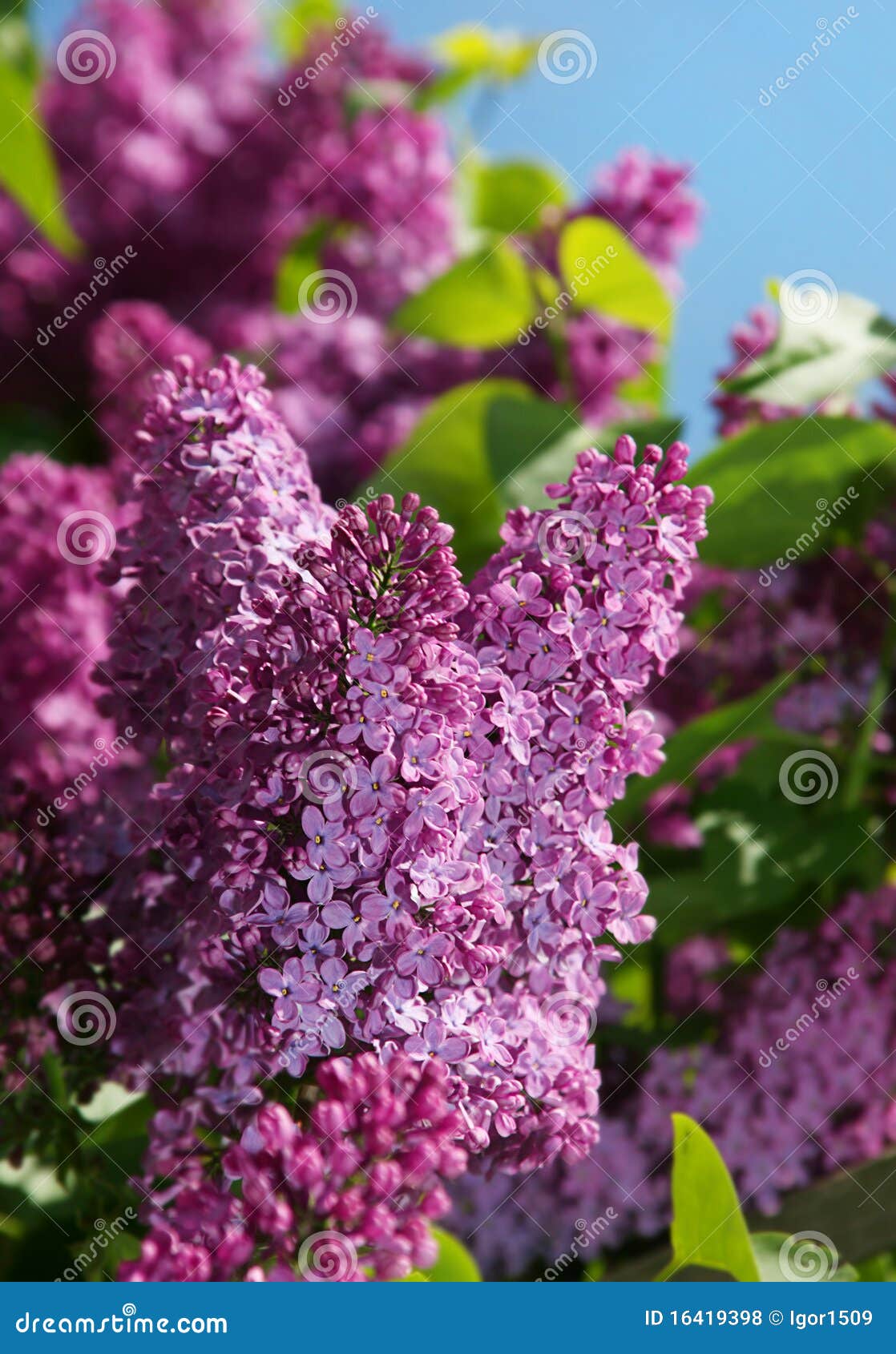 Fiore Viola Del Cespuglio Lilla Fotografia Stock - Immagine di lillà ...