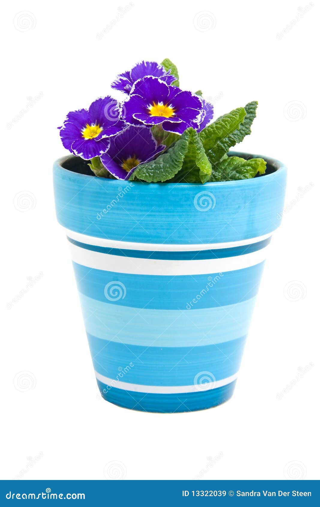 Fiore Viola Del Primula in POT Blu Immagine Stock - Immagine di ...