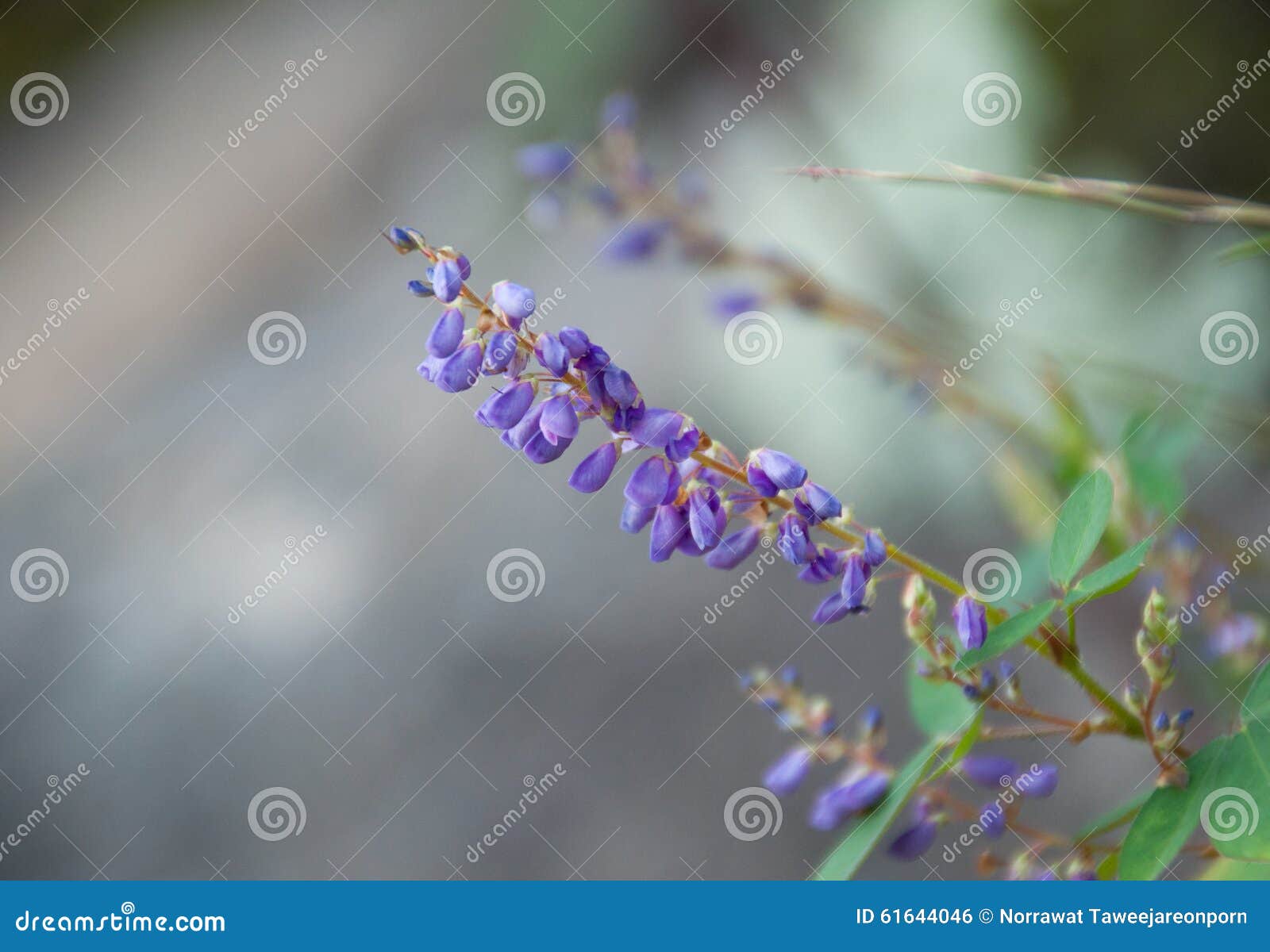 Fiore viola dell'erba fotografia stock. Immagine di calma - 61644046