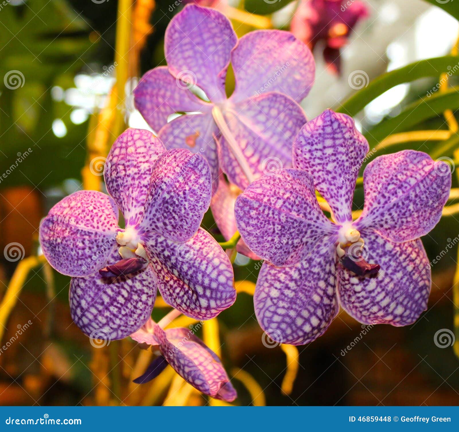 Fiore viola dell'orchidea fotografia stock. Immagine di filiale - 46859448