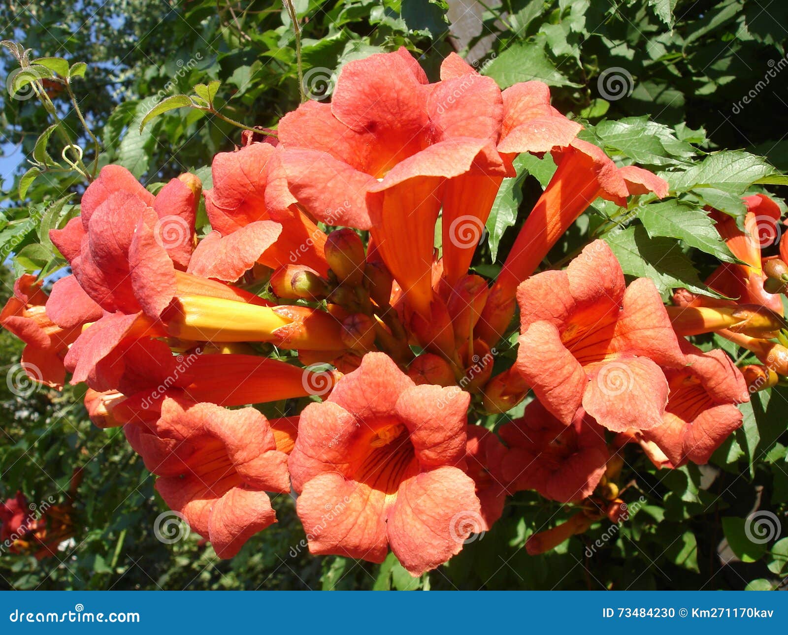 Fiori Arancio Cinesi E Germogli Della Vite Di Tromba Fotografia Stock ...