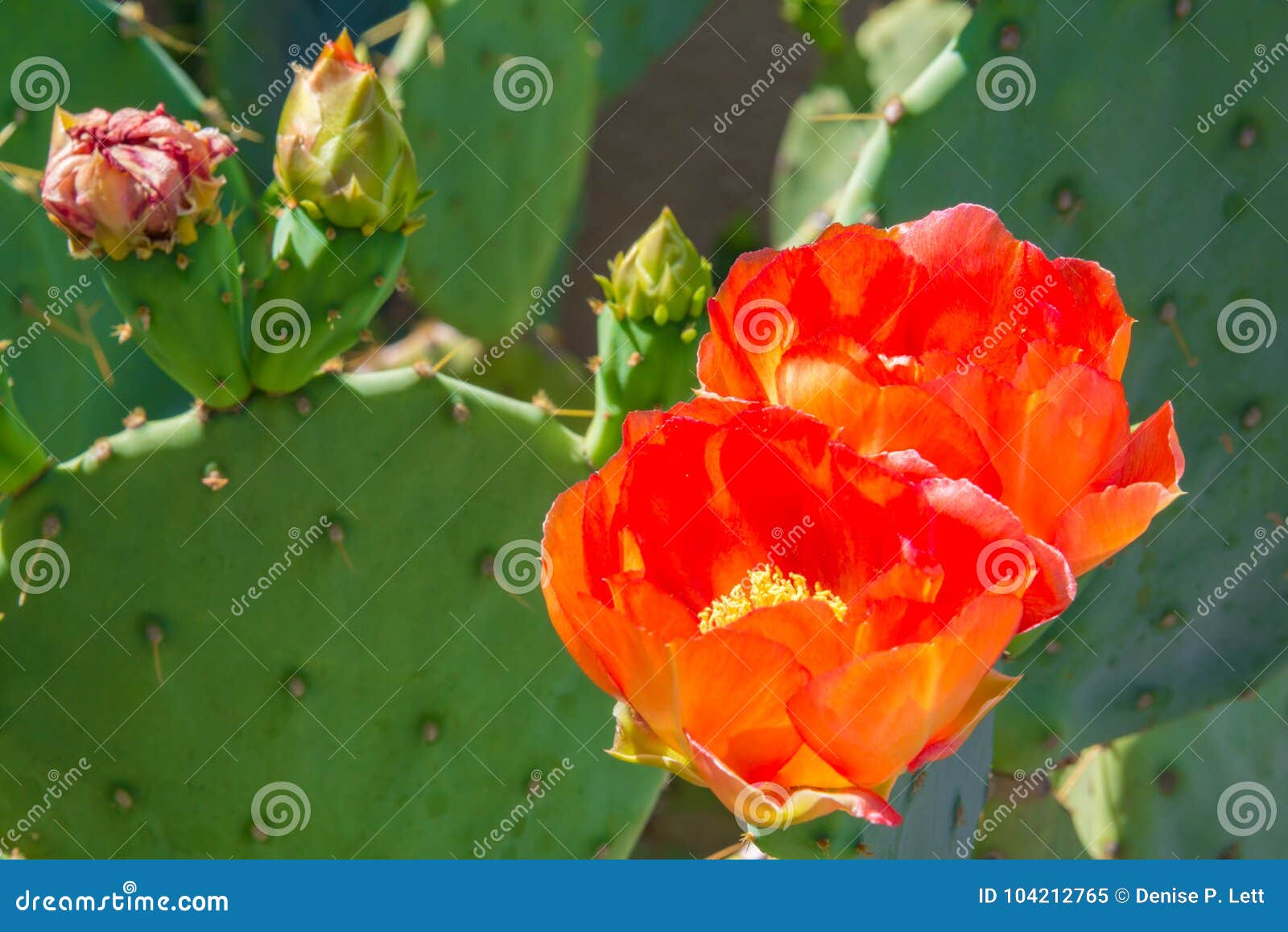 Fiori Arancio E Germogli Del Fico D'india Immagine Stock - Immagine di ...