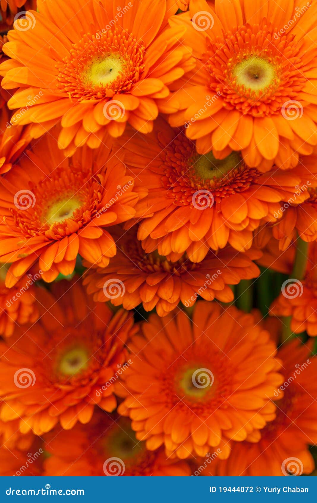 Fiori Arancioni Del Gerbera Fotografia Stock - Immagine di colorato ...