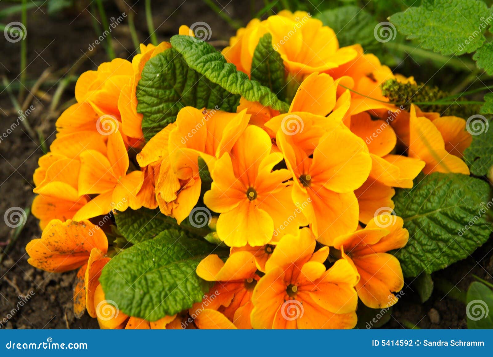 Fiori Arancioni Del Primula Fotografia Stock - Immagine di fogli ...